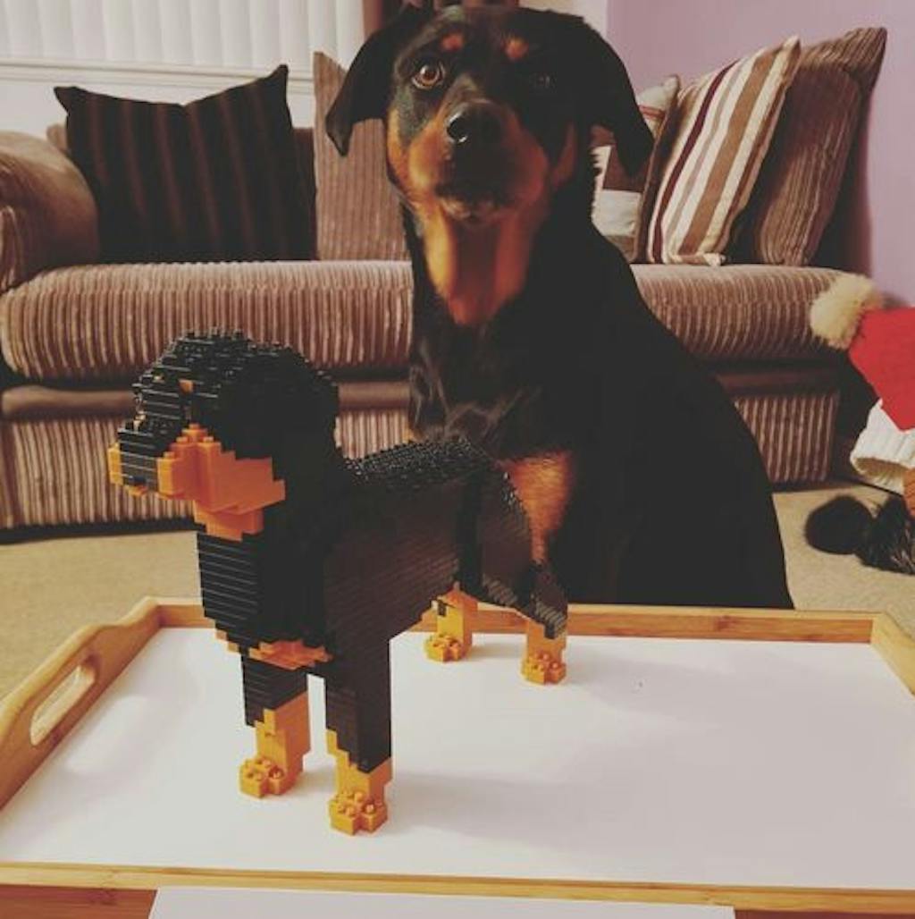 Rottweiler - Pet Building Kit - Build 'Em Pets