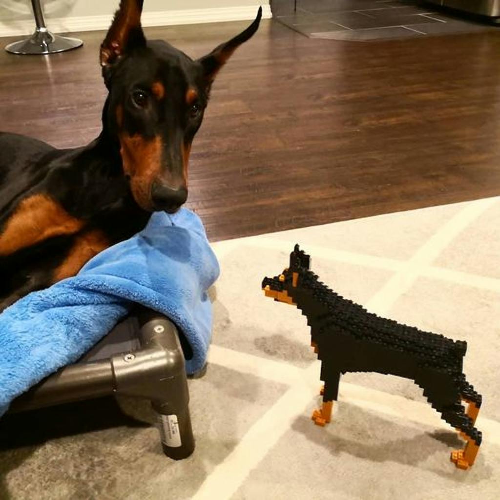 Doberman Pinscher - Pet Building Kit - Build 'Em Pets