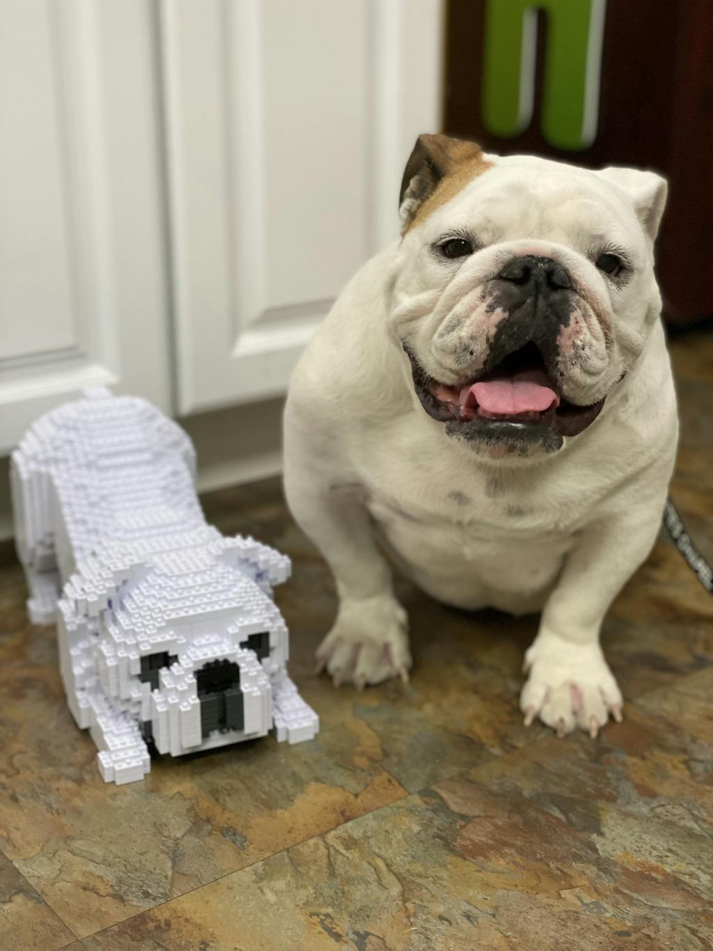 English Bulldog - Pet Building Kit - Build 'Em Pets