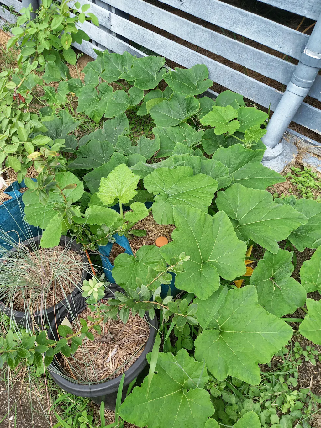 Olla Pot Small | Garden Self Watering Pot | Up On The Rooftop