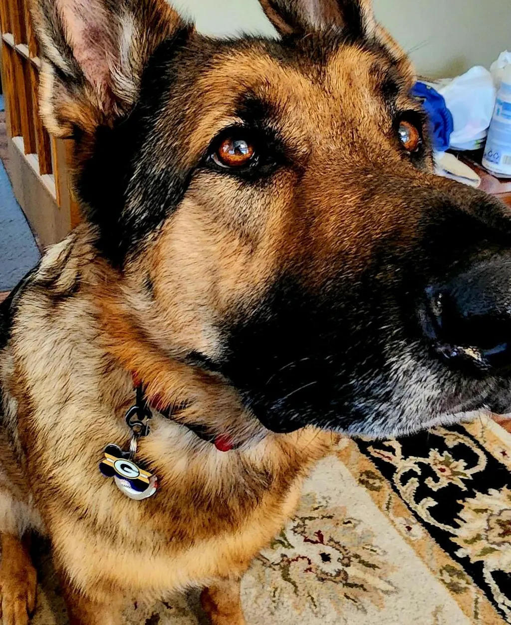 Green Bay Packers NFL Pet ID Tag - Large Bone