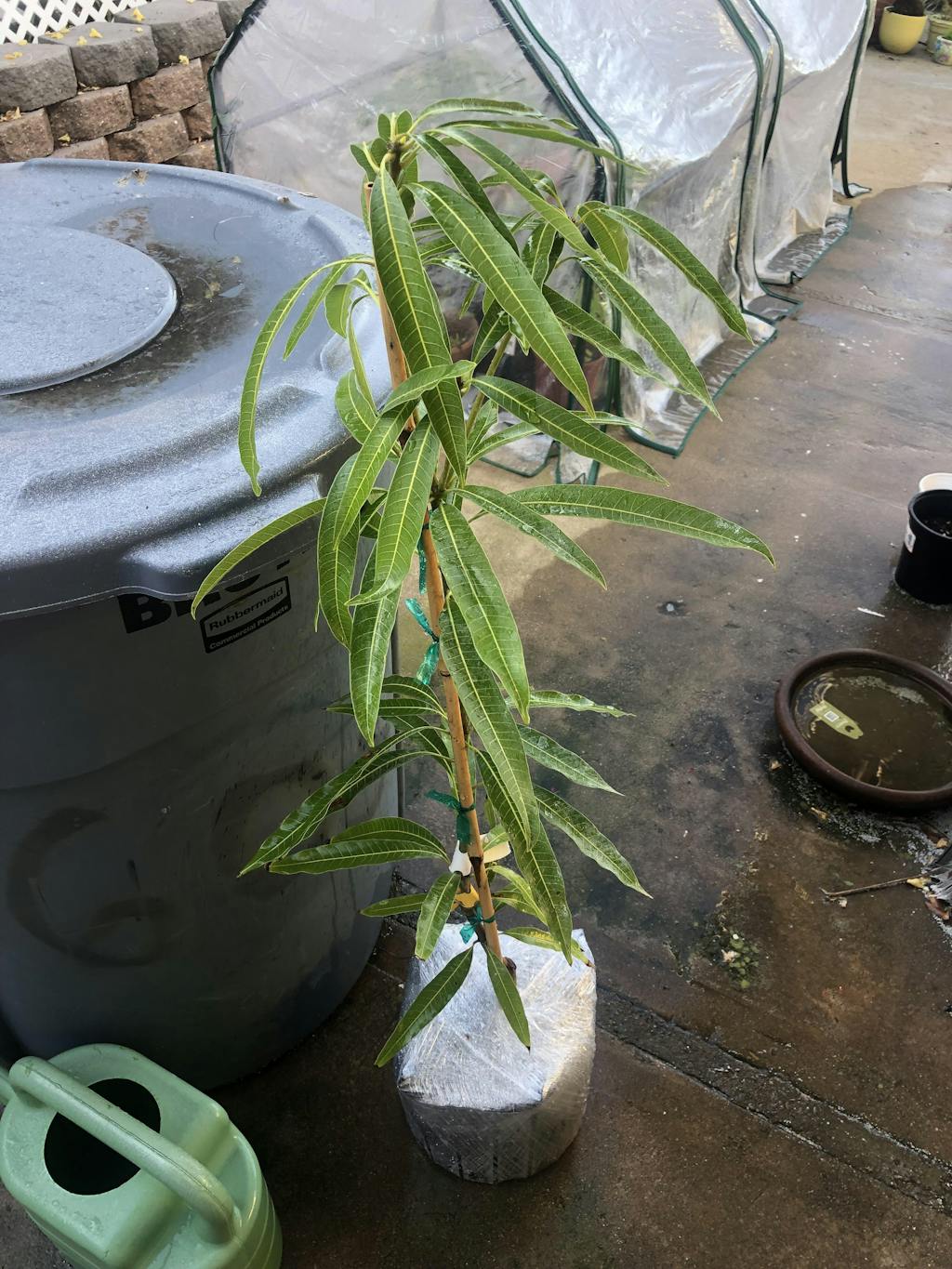 Ice Cream Mango Tree – Utopia Trees