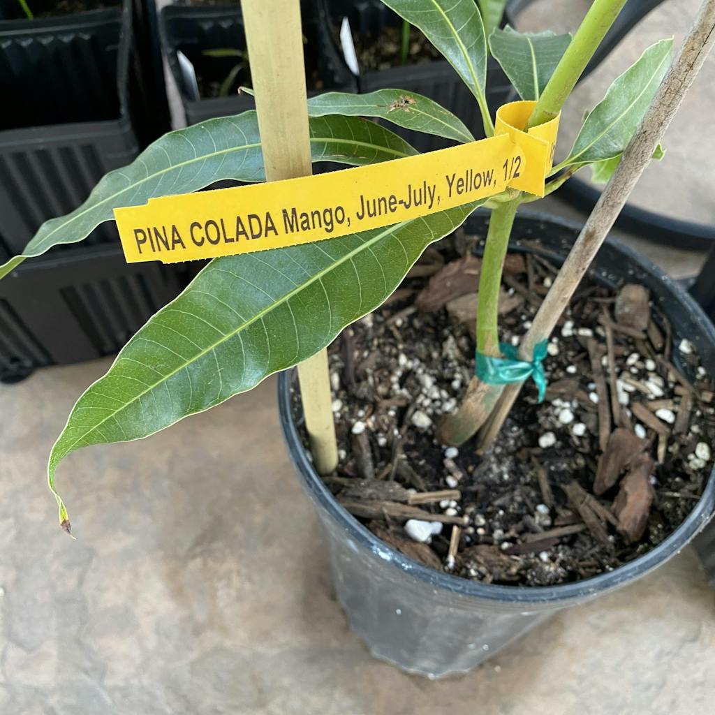 Piña Colada Mango Tree – Utopia Trees