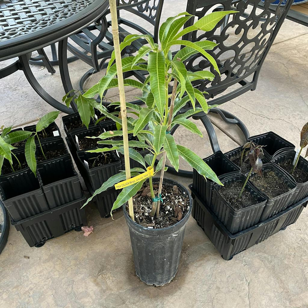 Piña Colada Mango Tree – Utopia Trees