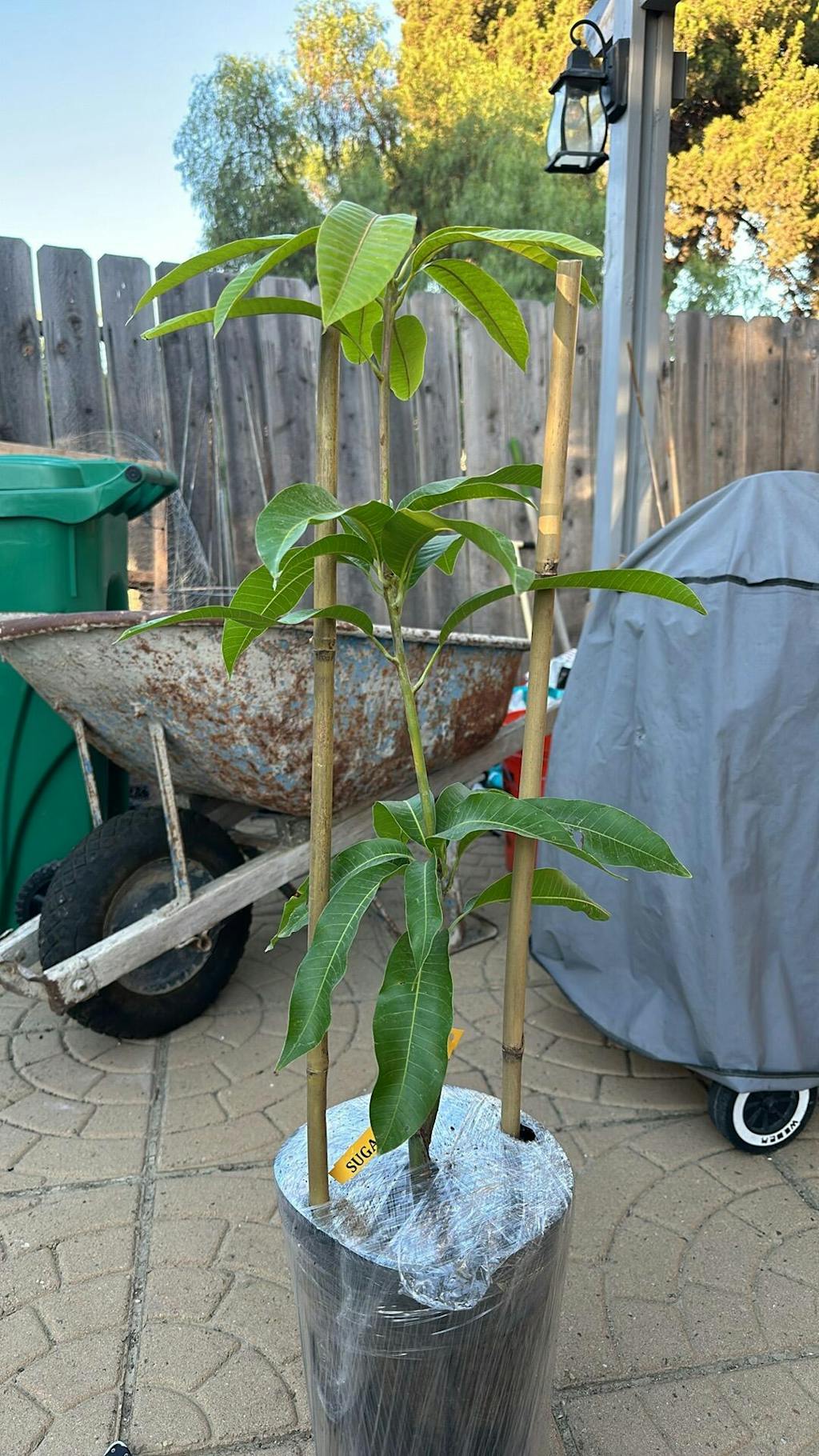 SugarLoaf Mango Tree – Utopia Trees