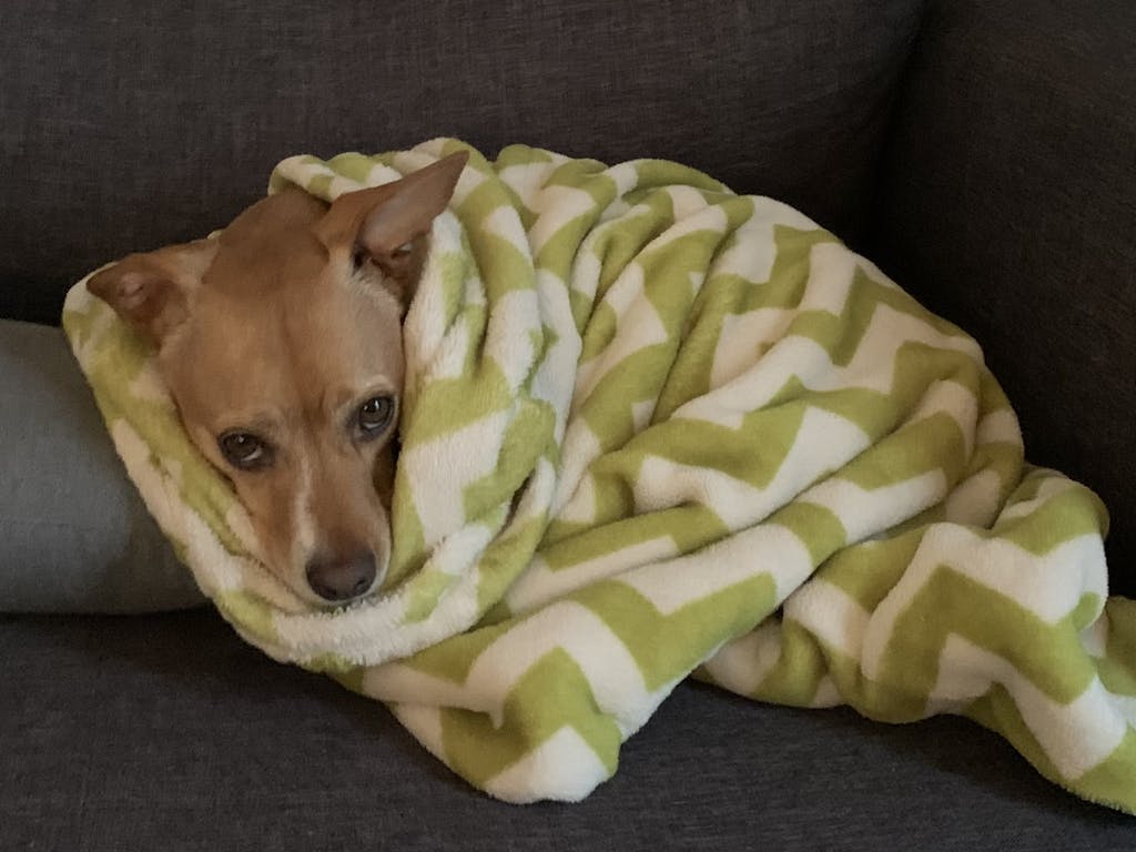 Kind Kibble | Complete and Balanced Vegan Dog Food – V-dog