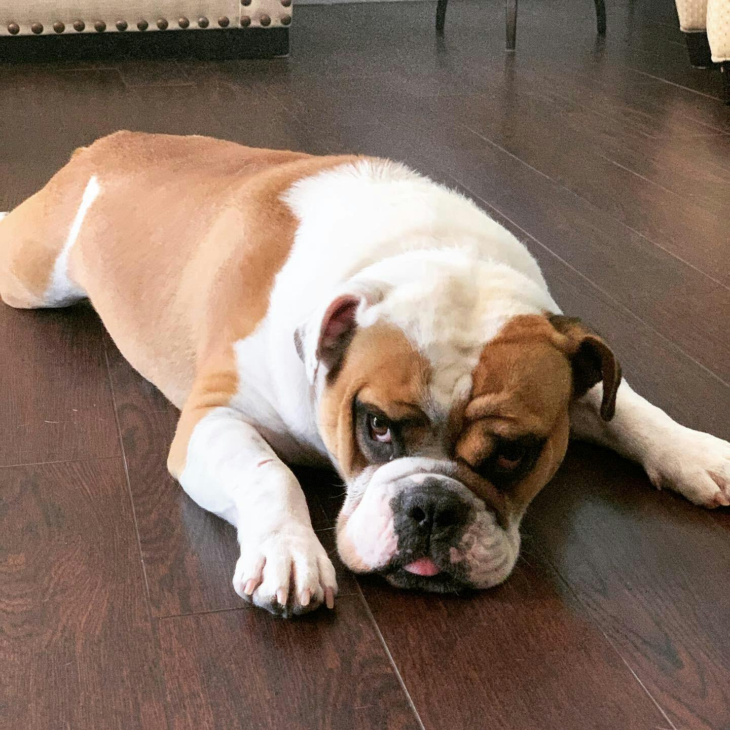 Testimonials – Page 4 – V-dog