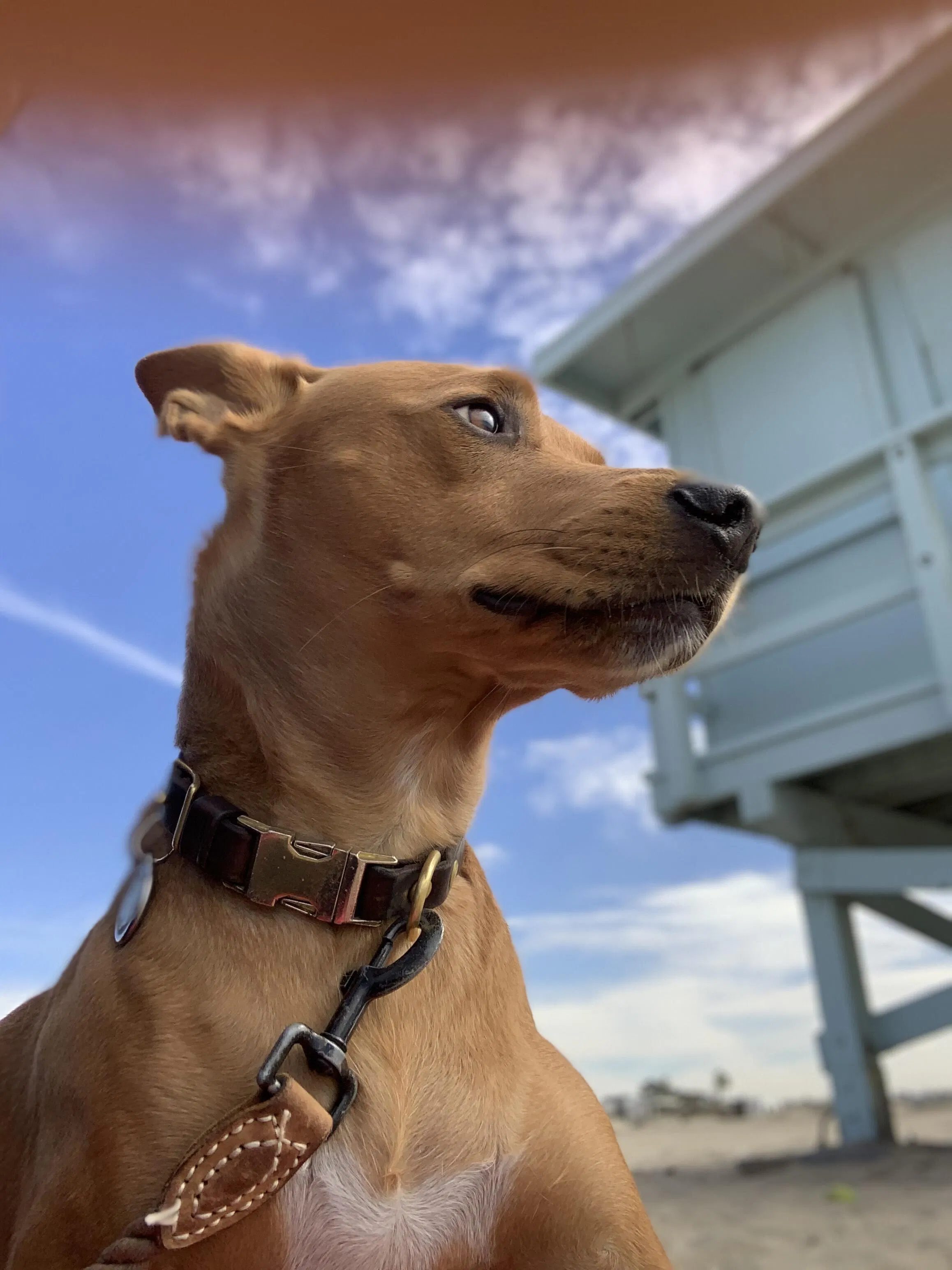 Testimonials – V-dog