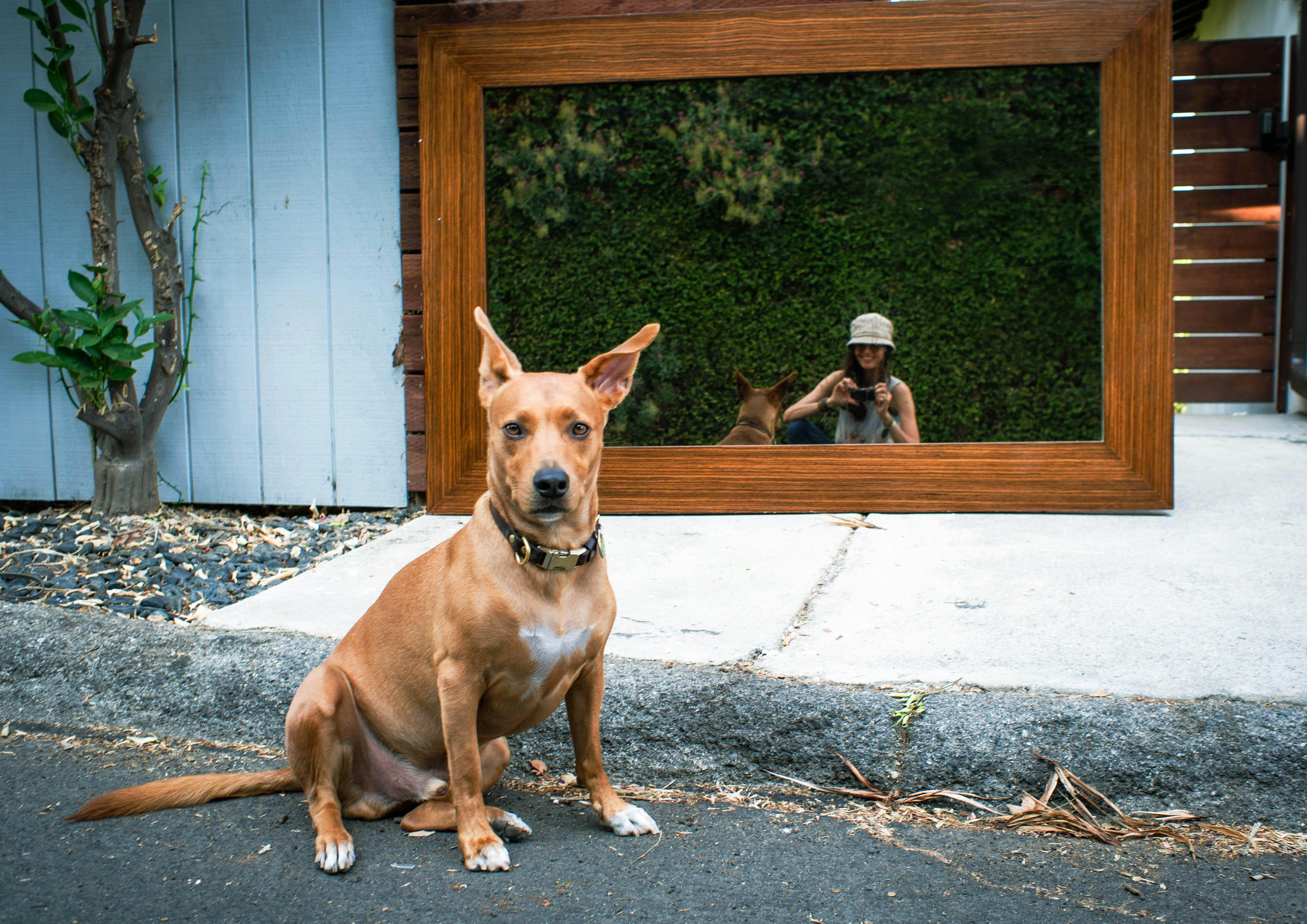 Testimonials – V-dog