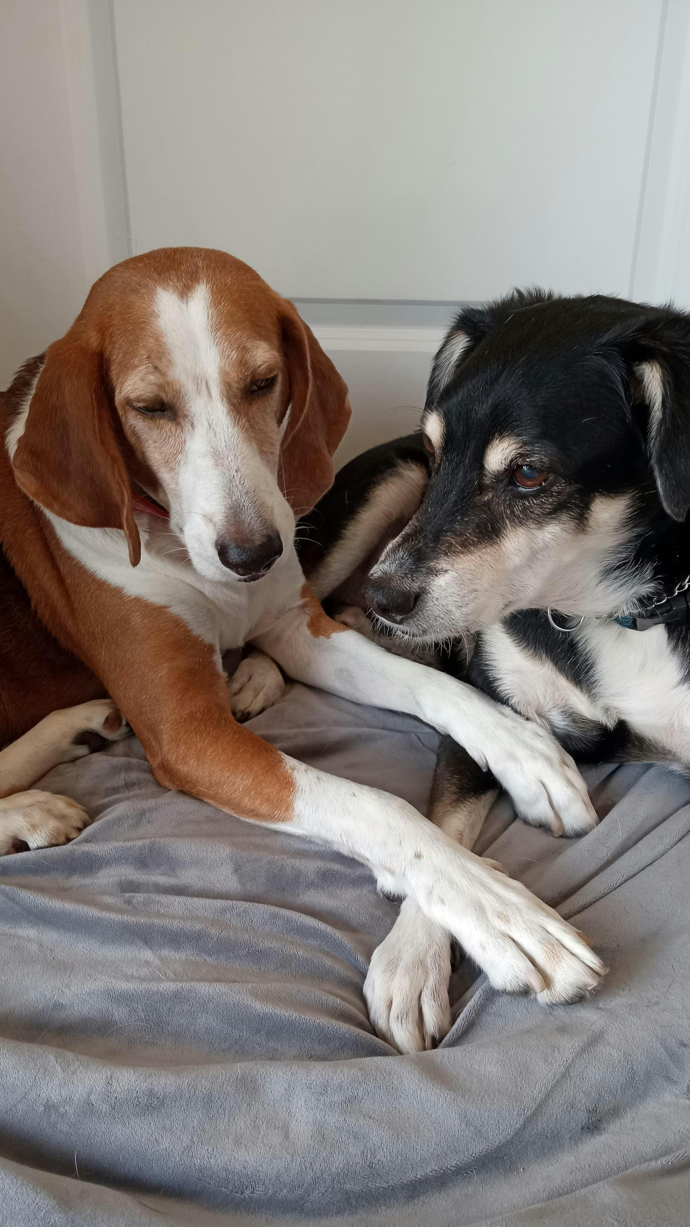 V-dog | Real Experiences from Plant-Powered Pups – v-dog