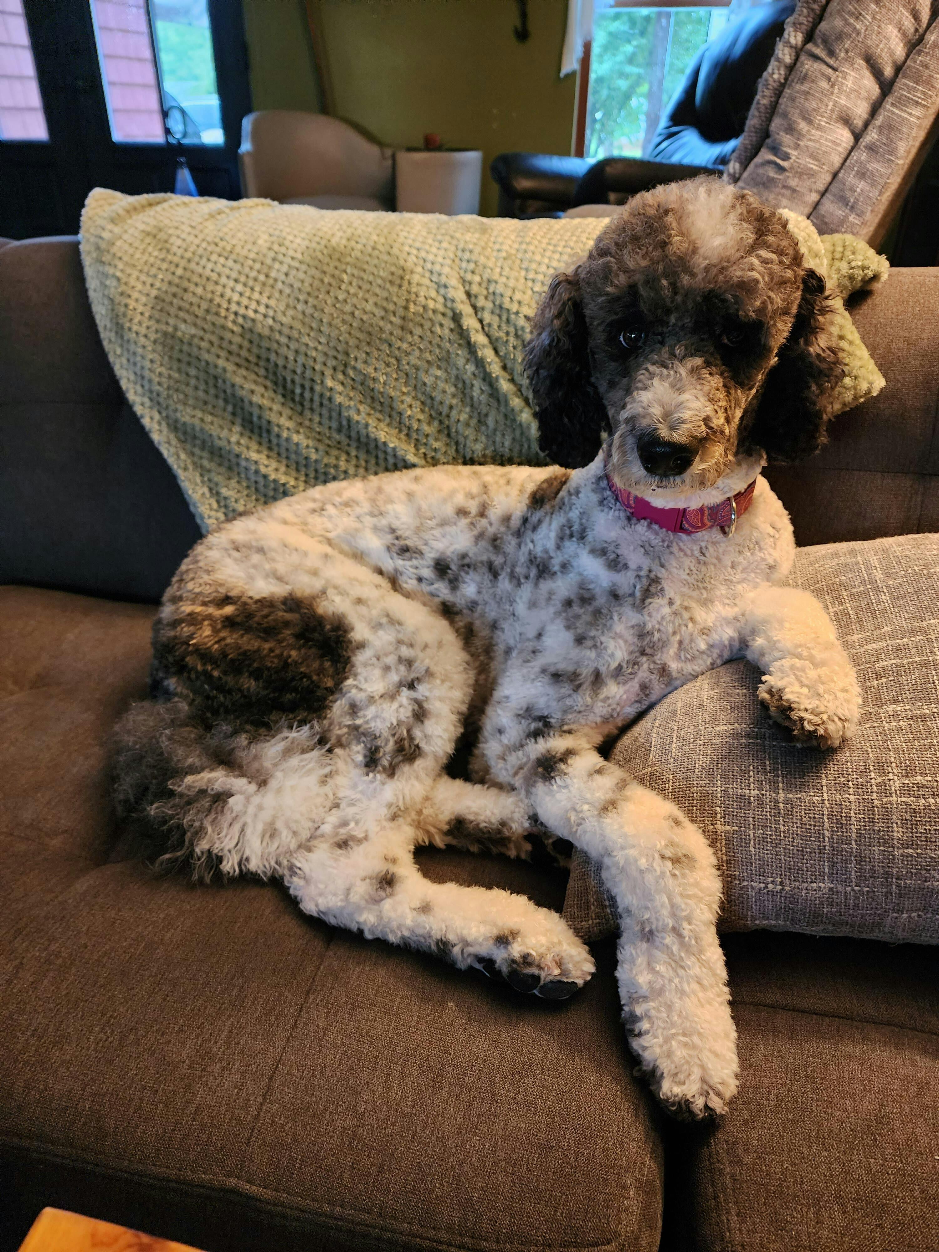 V-dog | Real Experiences from Plant-Powered Pups – v-dog