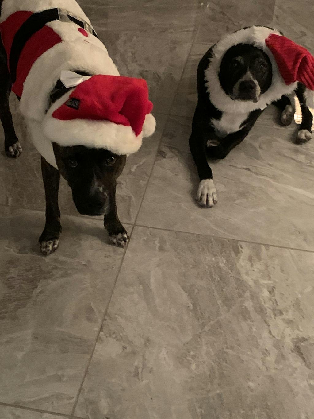 V-dog | Real Experiences from Plant-Powered Pups – v-dog