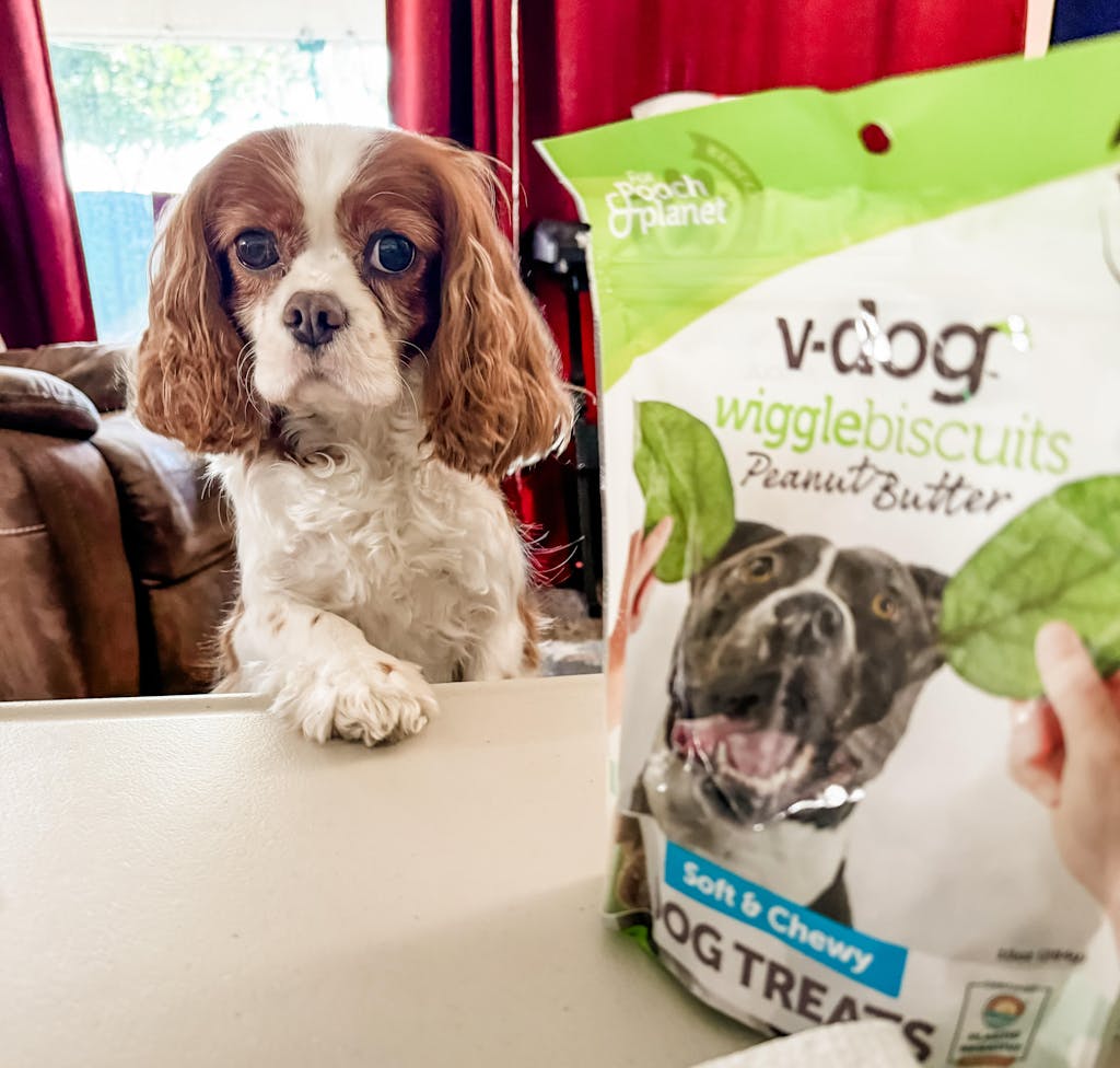 V-dog | Real Experiences from Plant-Powered Pups – v-dog