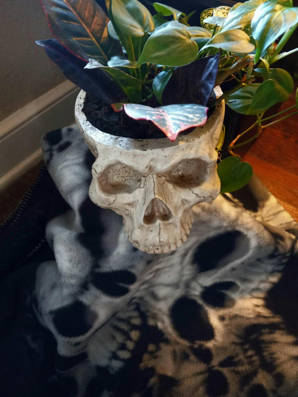 Skull Planter – VampireFreaks