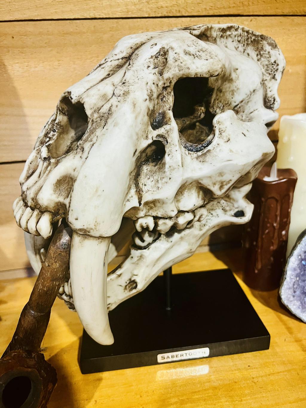 Sabertooth Skull Replica [Large] – VampireFreaks