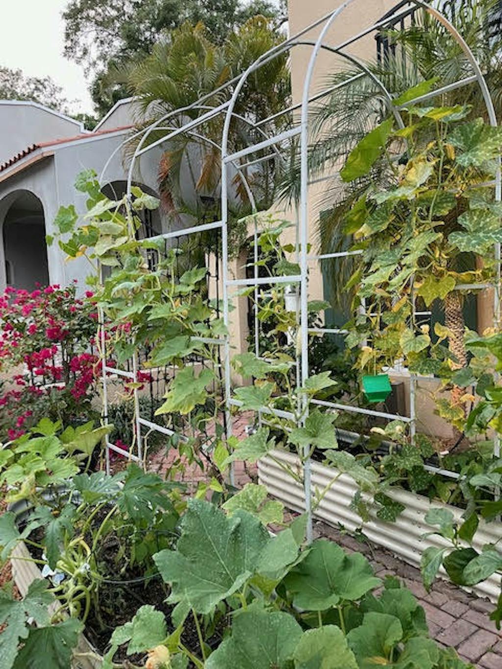 Arched Trellis same material with metal garden beds | VEGEGA