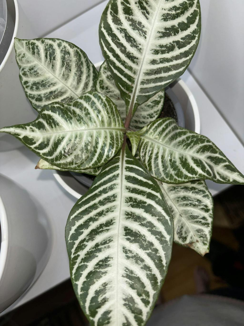 Aphelandra Squarosa 'Snowflake' | Plante Zèbre – Végétal Design Qc