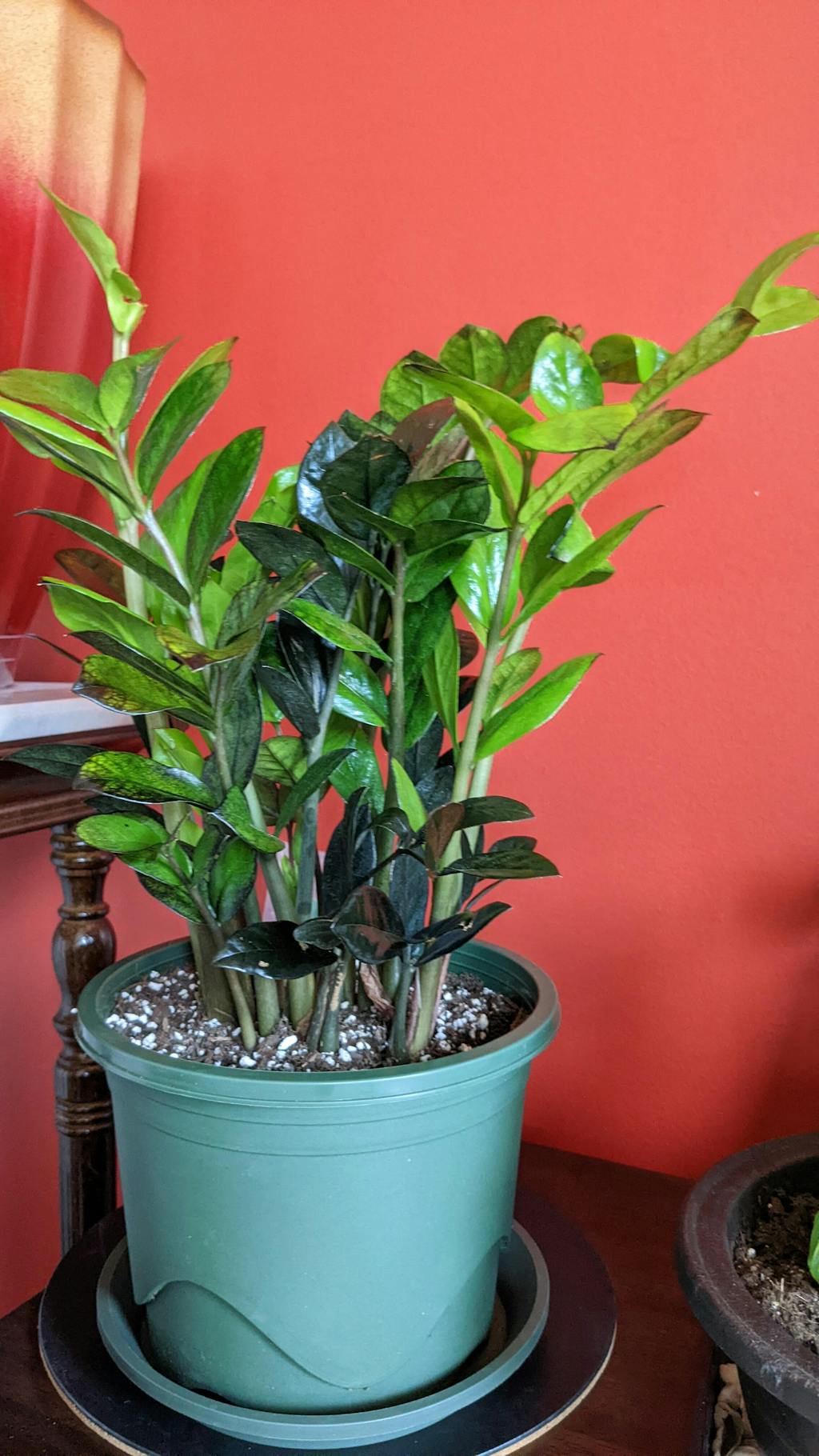 Black Zanzibar Gem Zamioculcas zamiifolia 'Nova Star' Raven ZZ Plant