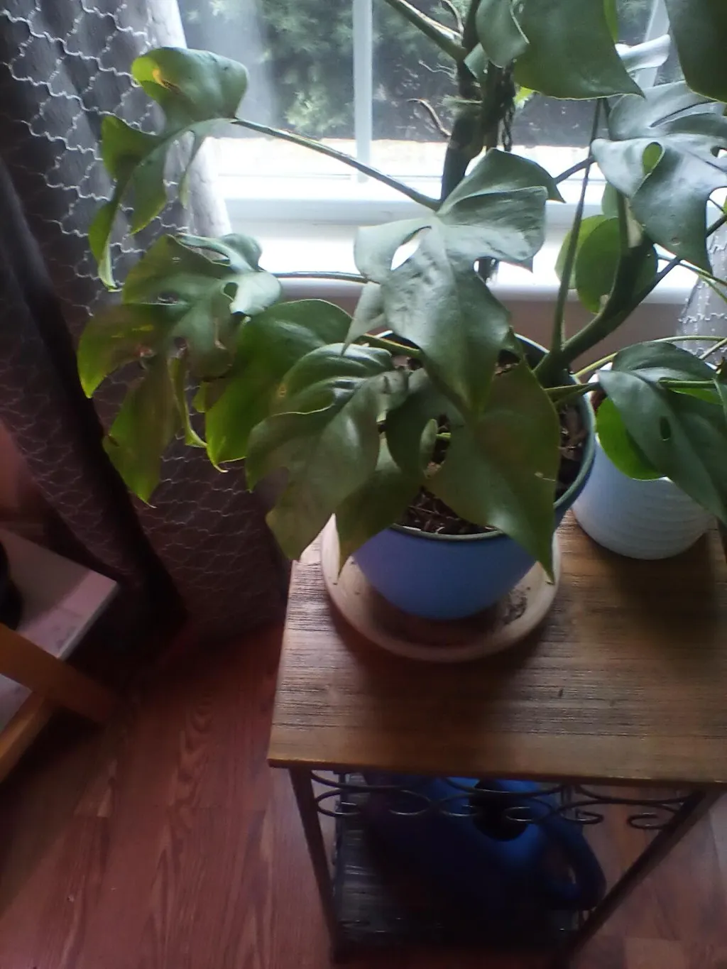 Monstera Ginny Mini Leaf Rhaphidophora tetrasperma – Verdant Lyfe