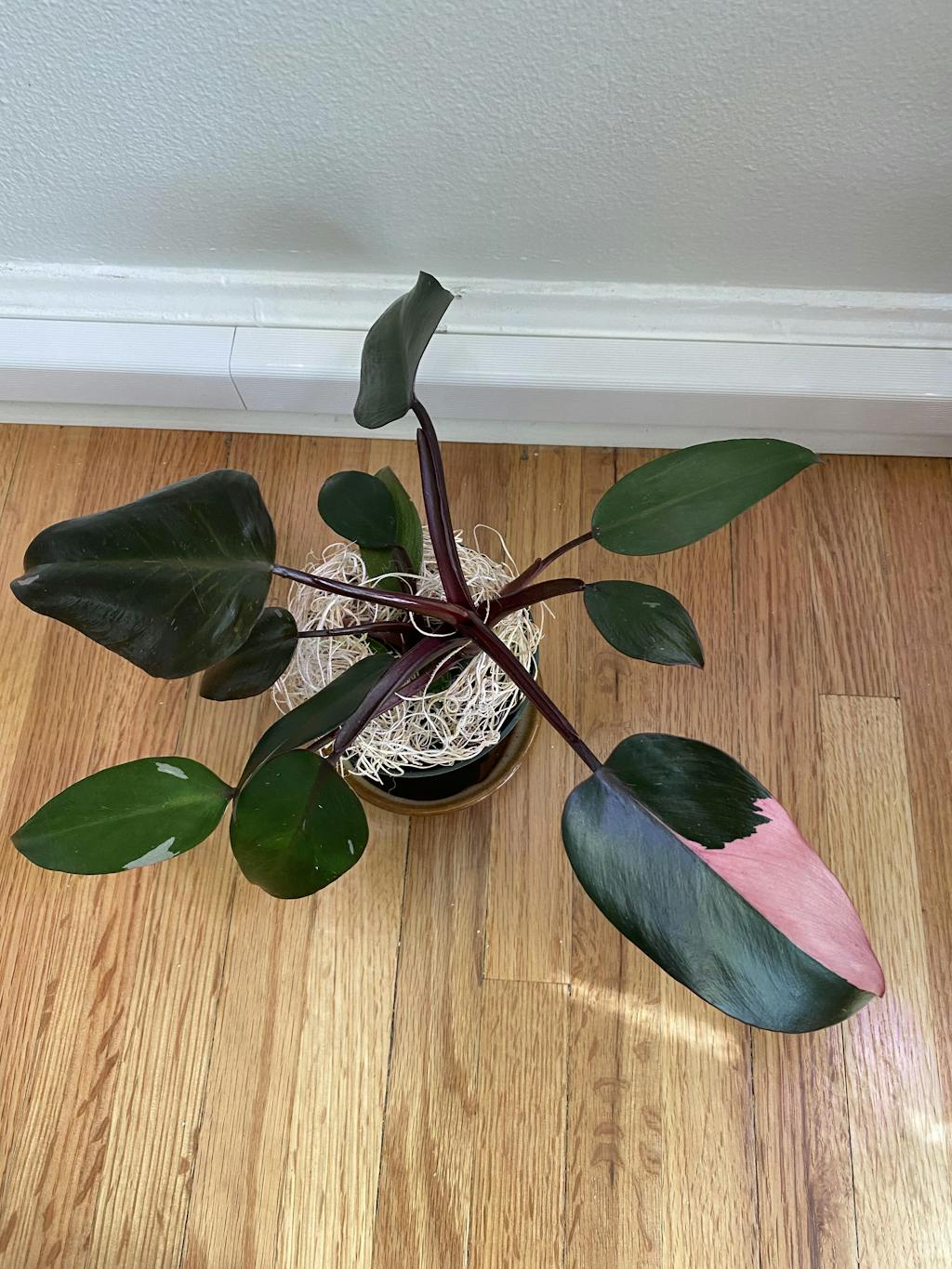 Philodendron 'Pink Princess' – Verdant Lyfe