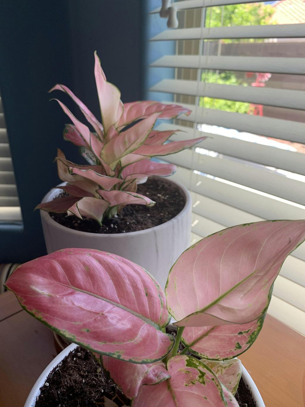 Aglaonema 'Wishes' Pink Plant – Verdant Lyfe