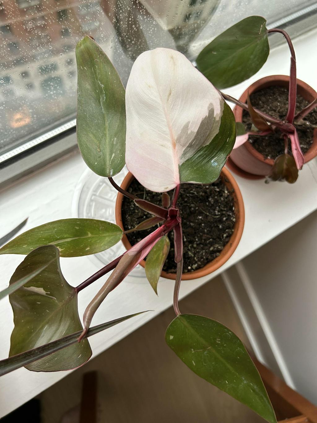 Philodendron 'Pink Princess' – Verdant Lyfe