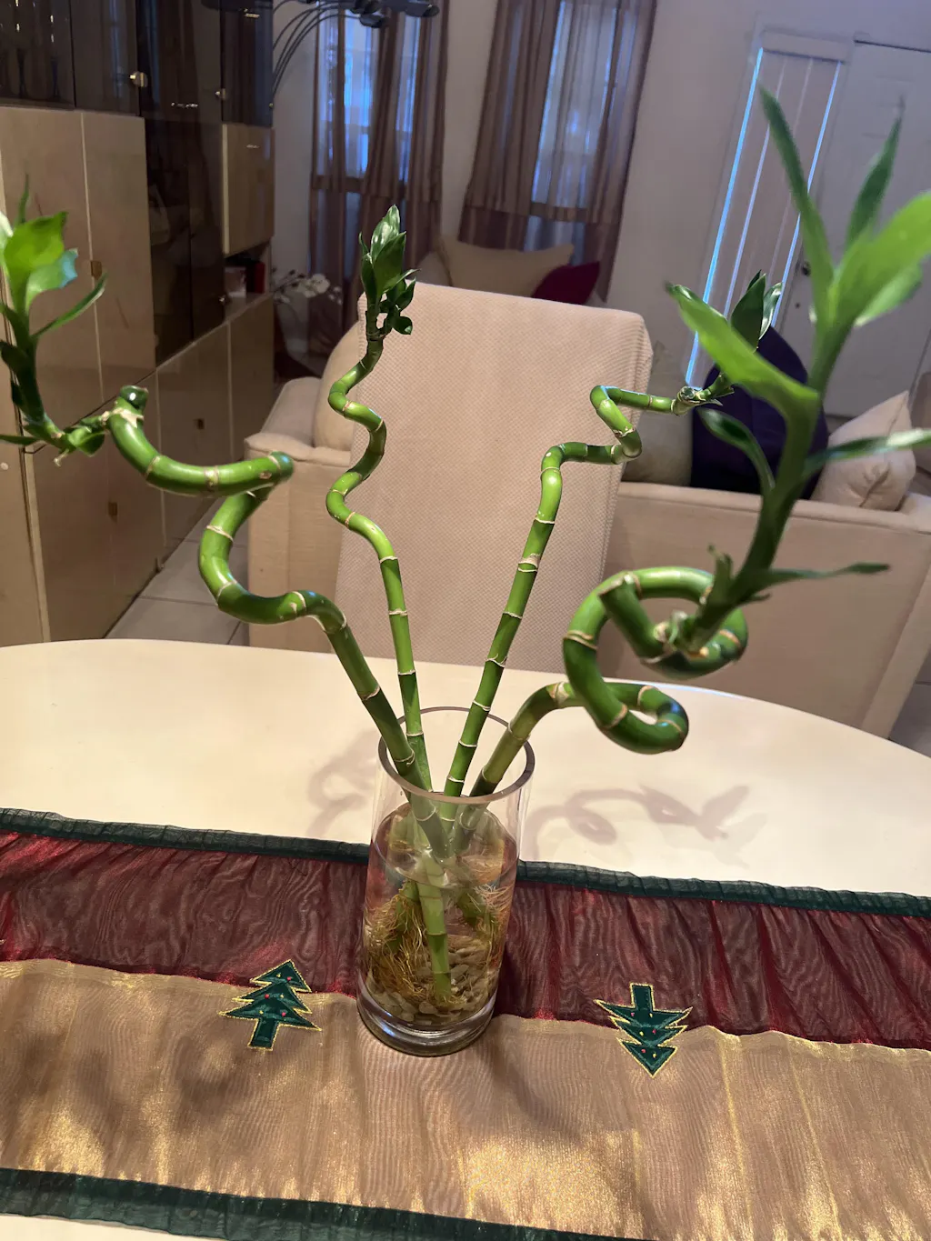 Lucky Bamboo Twists Water Plant – Verdant Lyfe