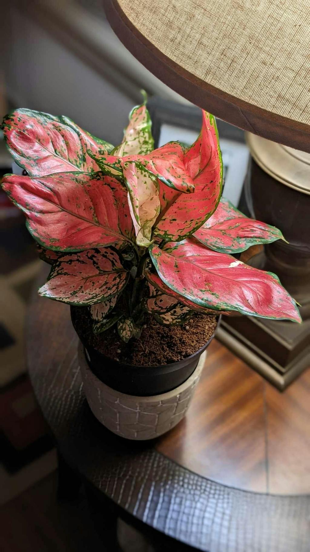 Aglaonema 'Wishes' Pink Plant - Verdant Lyfe