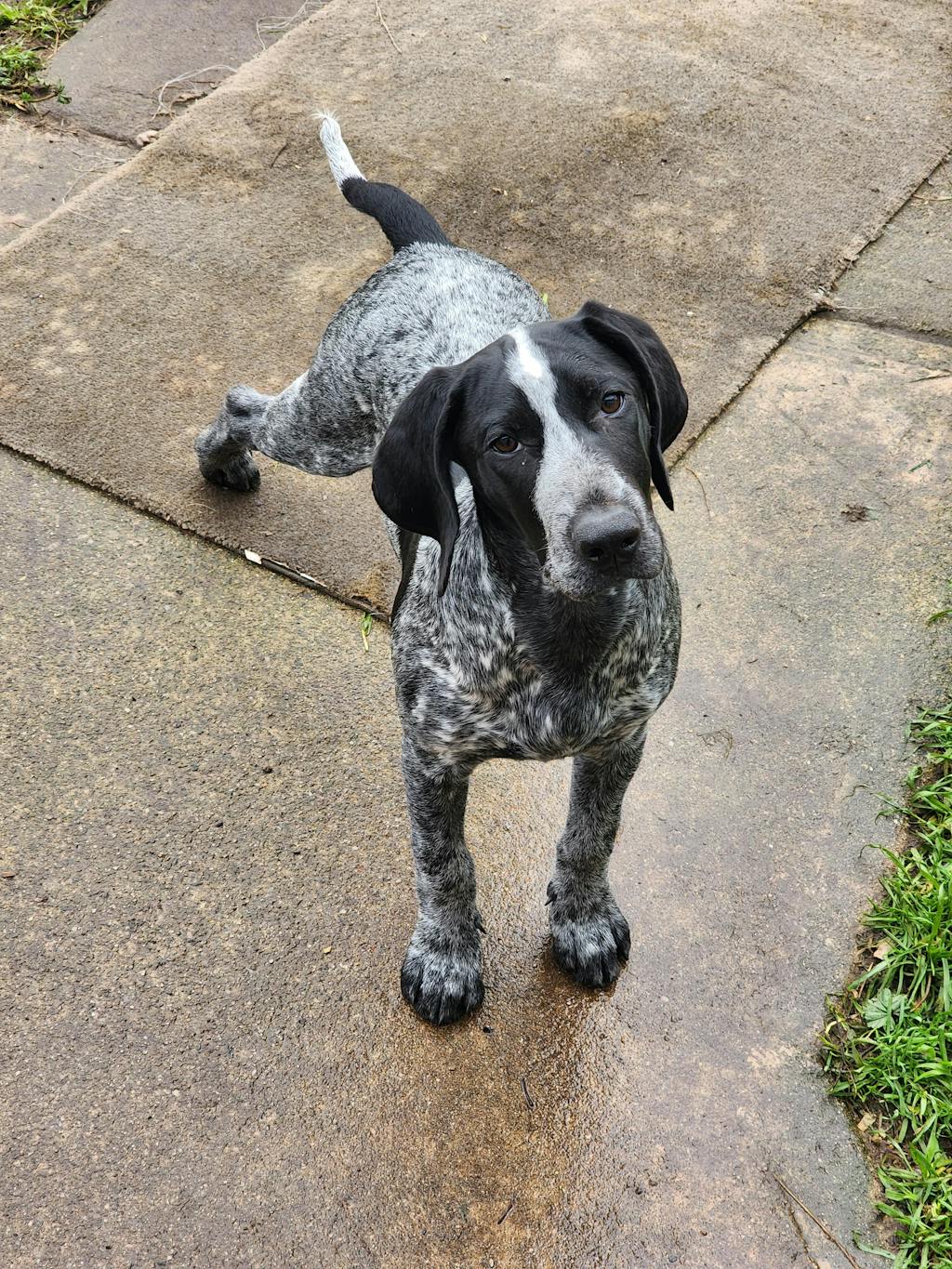 Fenpral Dog Allwormer 10kg - 100 tablets | vet-n-pet DIRECT