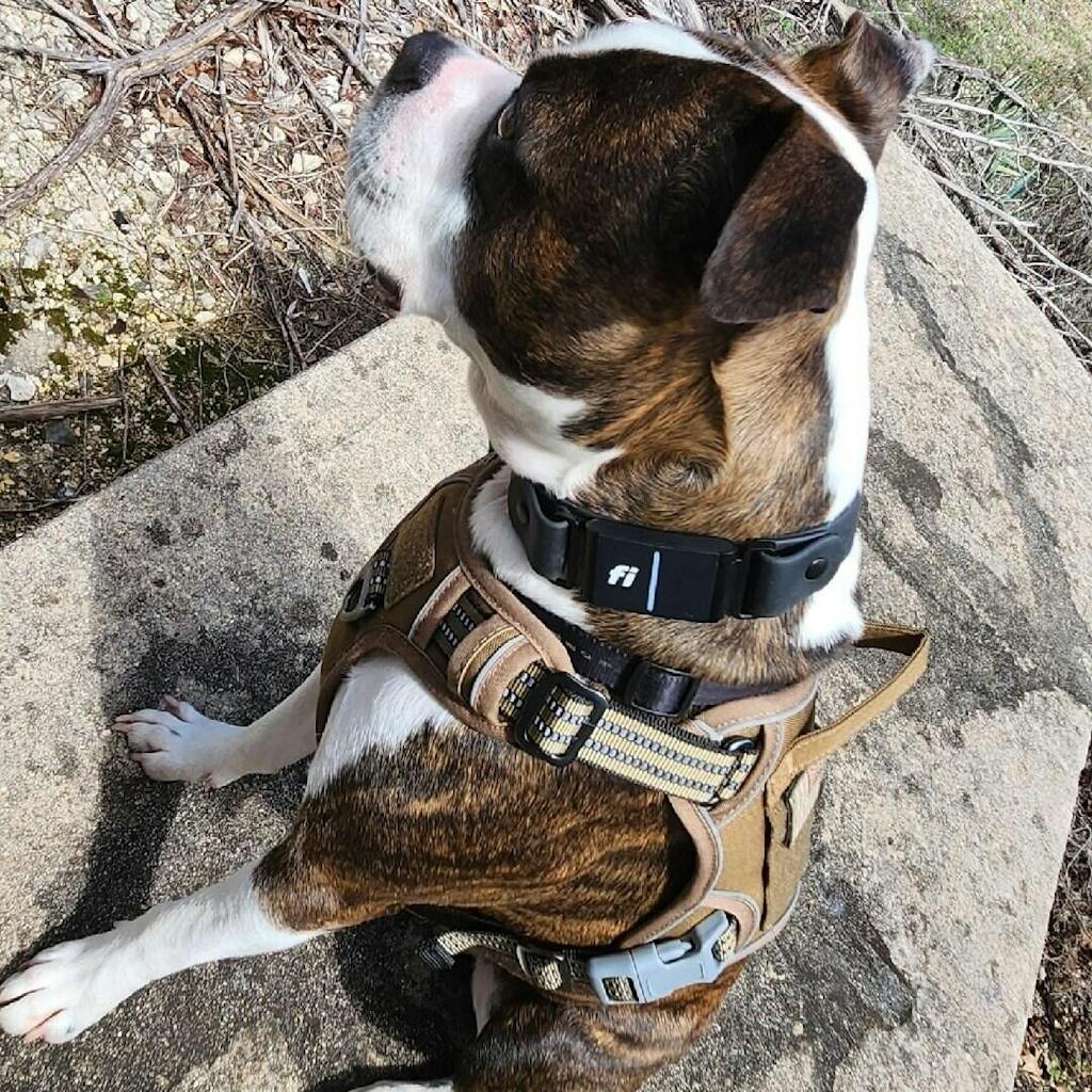 Fi Series 3 Compatible - BioThane® Waterproof Fixed Quick Release Coll ...