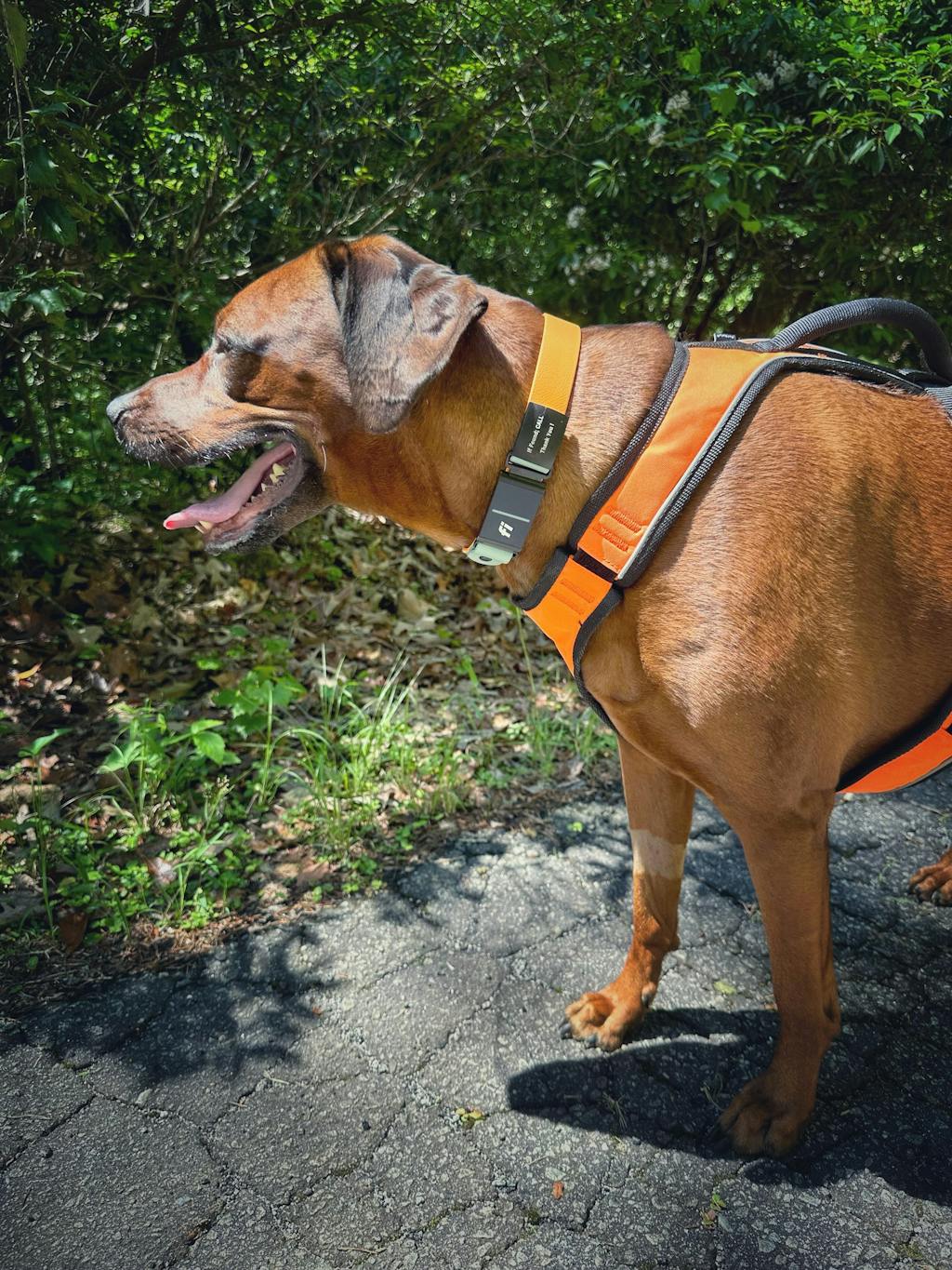 Fi Series 3 Compatible - BioThane® Waterproof Fixed Quick Release Coll ...