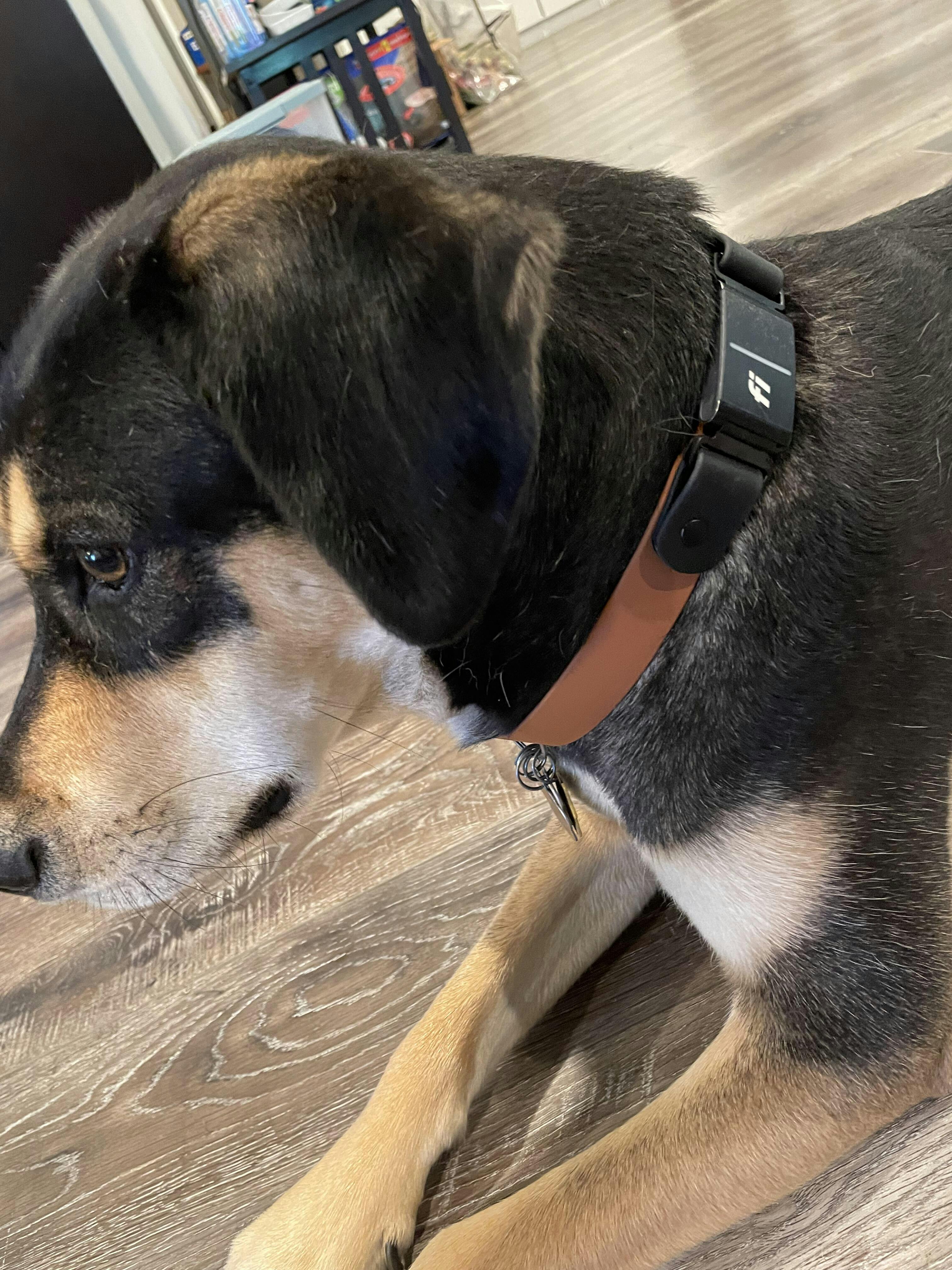 Fi Series 3 Compatible - BioThane® Waterproof Fixed Quick Release Coll ...