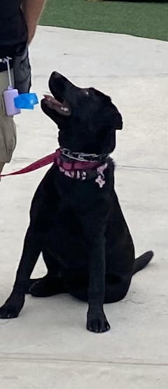 Accessories – VoilaPets.com