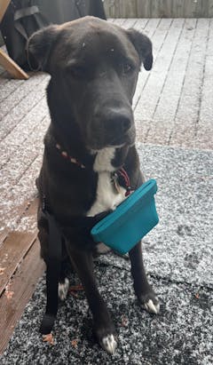 SHOP ALL – VoilaPets.com