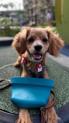 SHOP ALL – VoilaPets.com