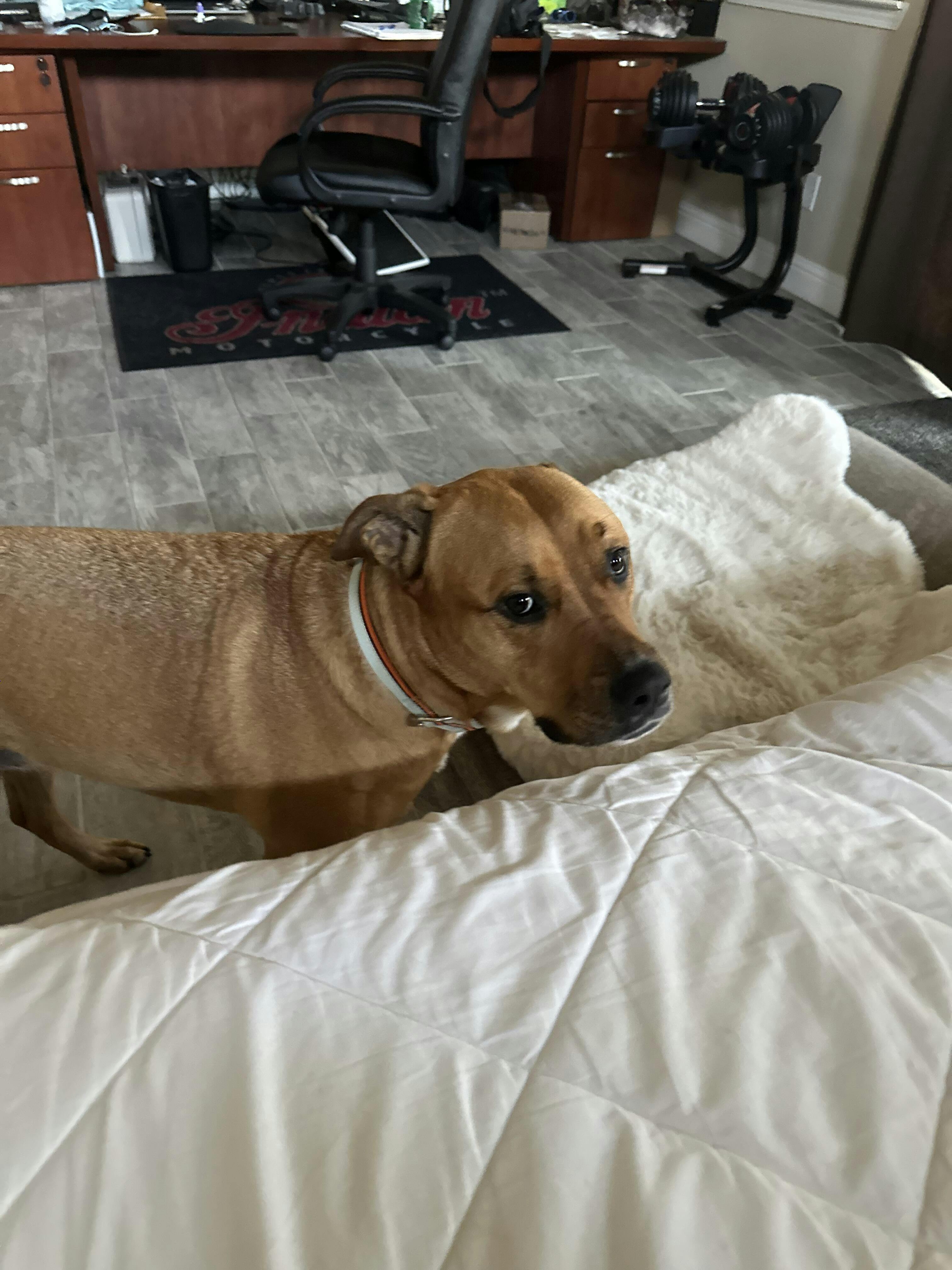 GT Collar – vuzz.co