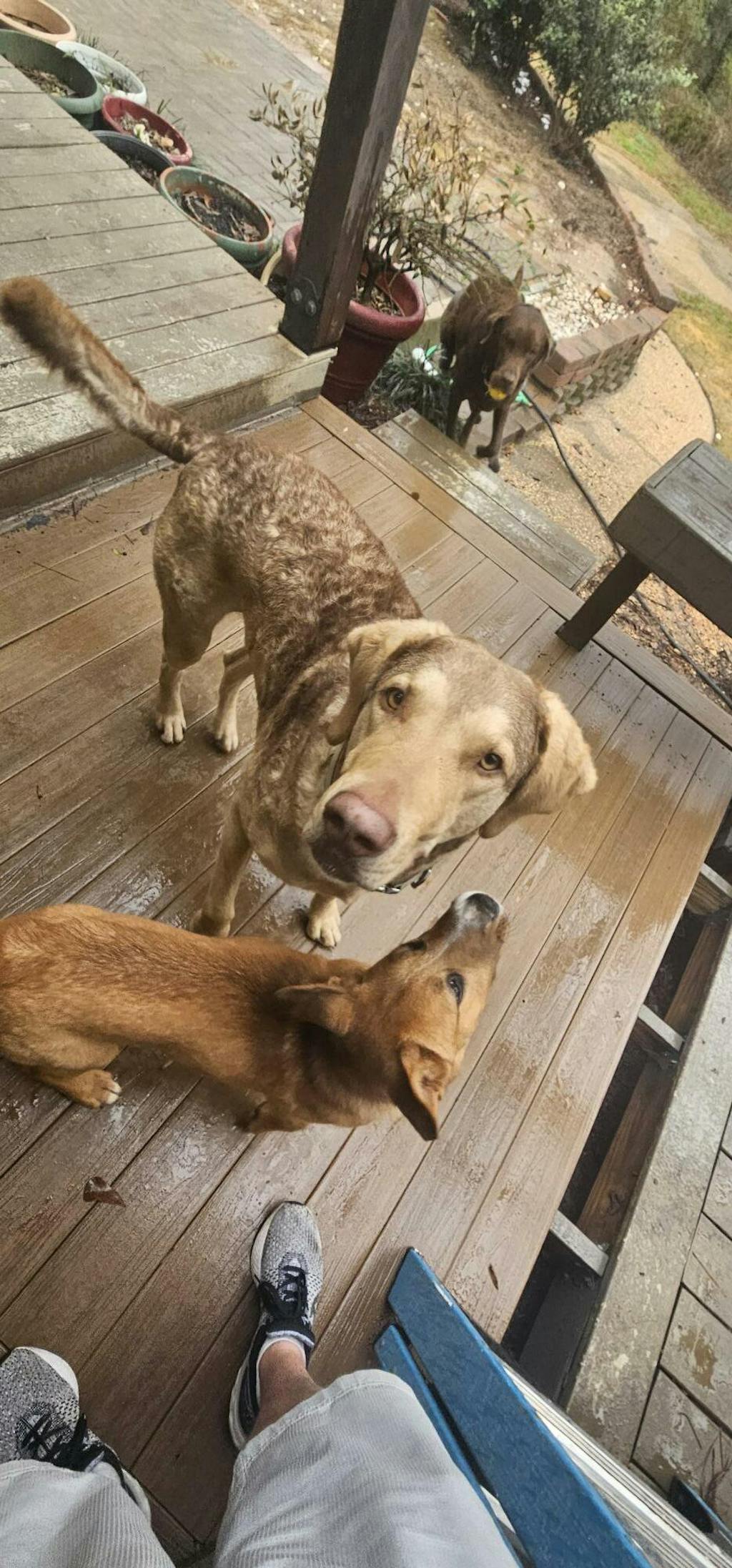 GT Collar – vuzz.co