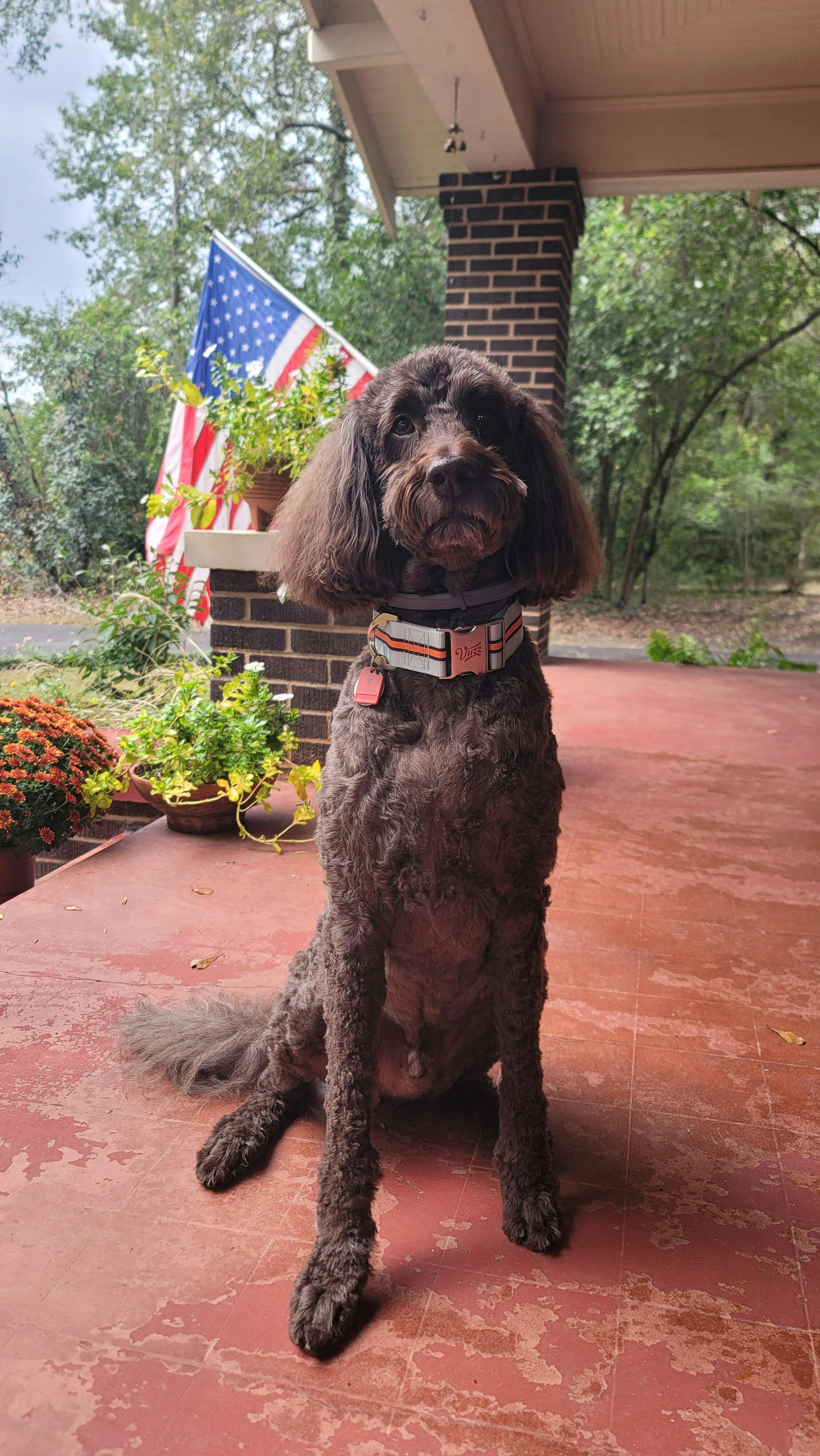 GT Collar – vuzz.co