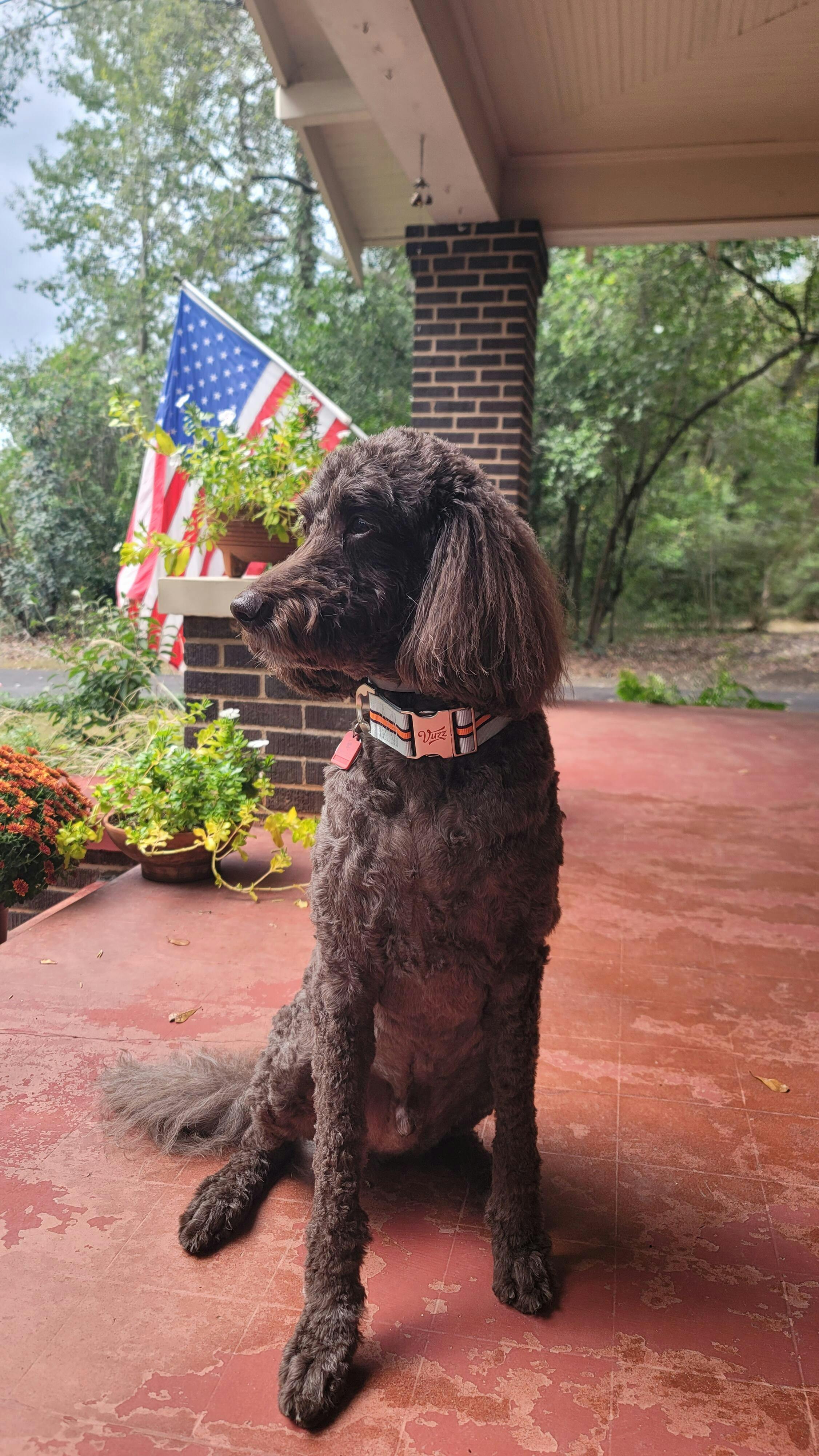 GT Collar – vuzz.co