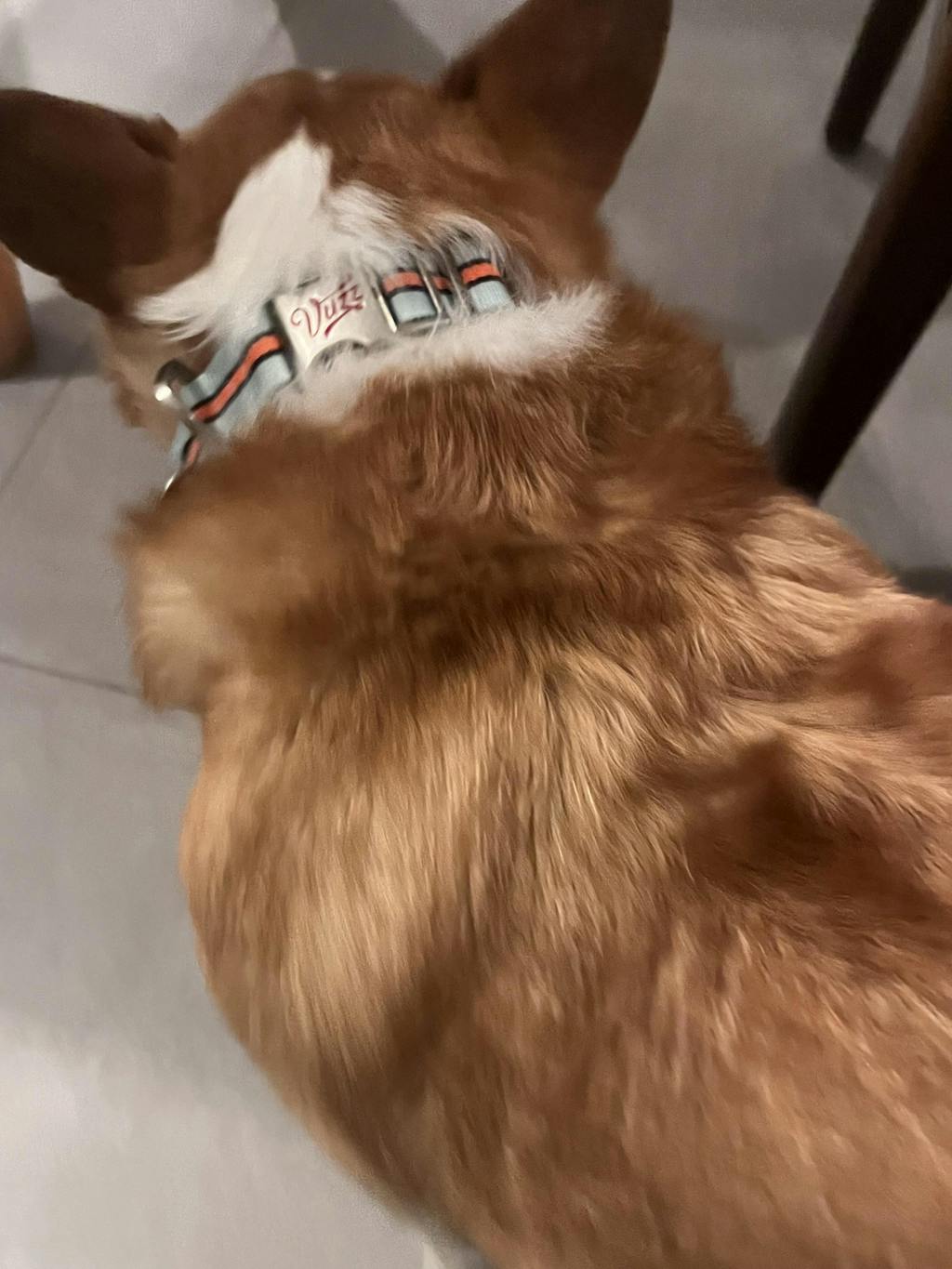 GT Collar – vuzz.co