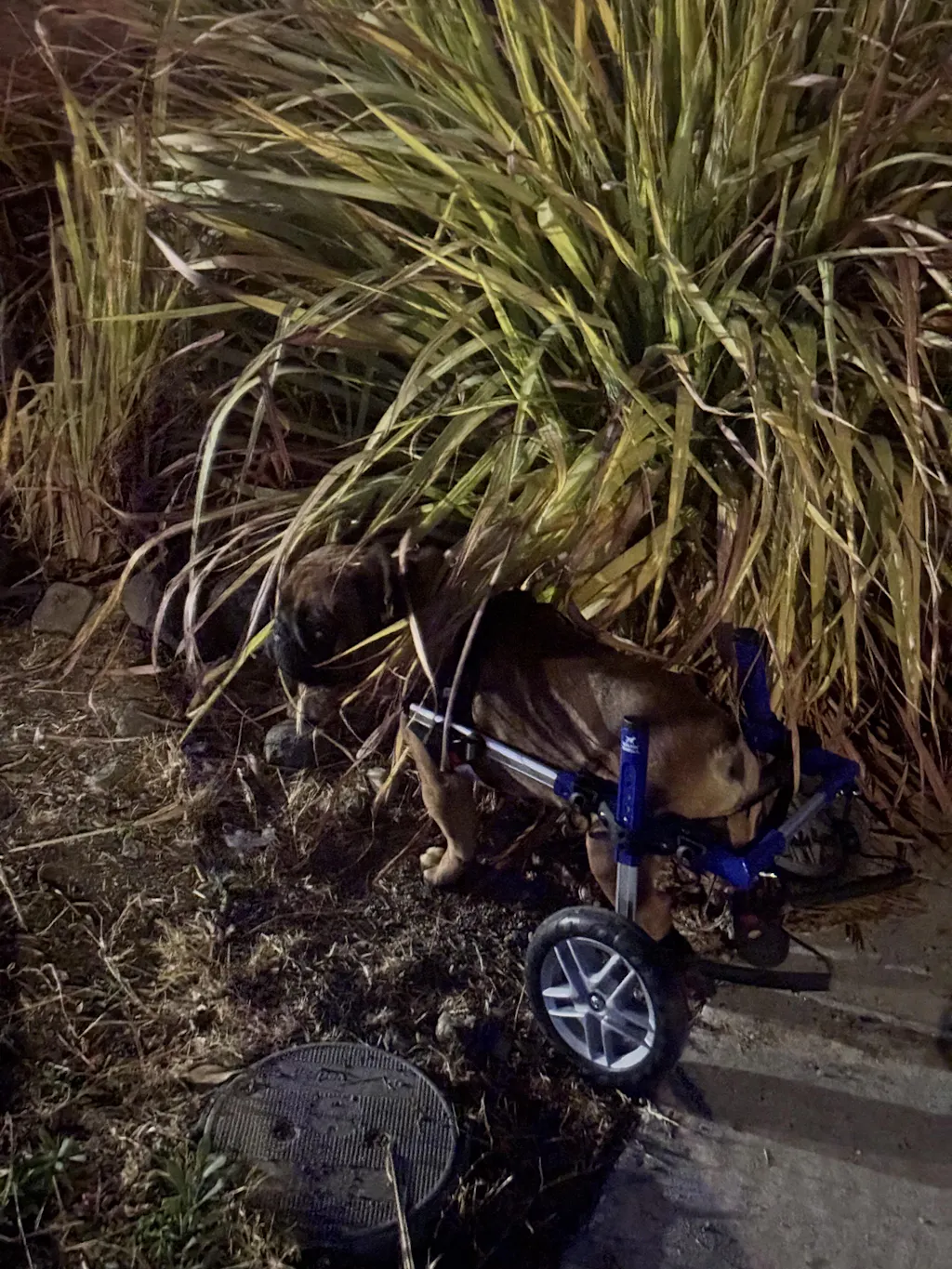 Dog Wheelchairs for Small Dogs | Wheelchairs for Small Pets | Walkin' Pets