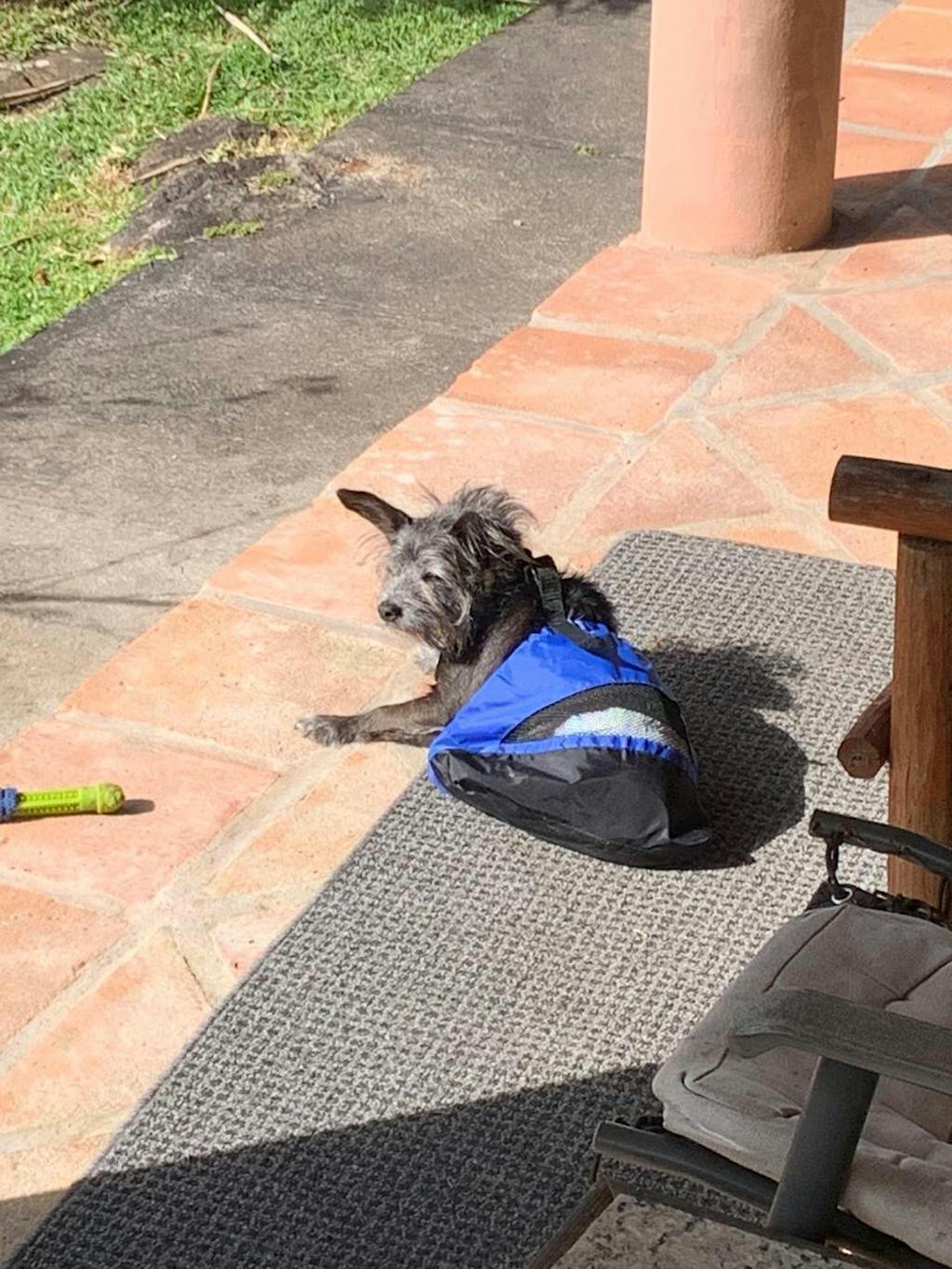 Drag Bag | Walkin' Drag Bag | Dog Drag Bag | Walkin' Pets