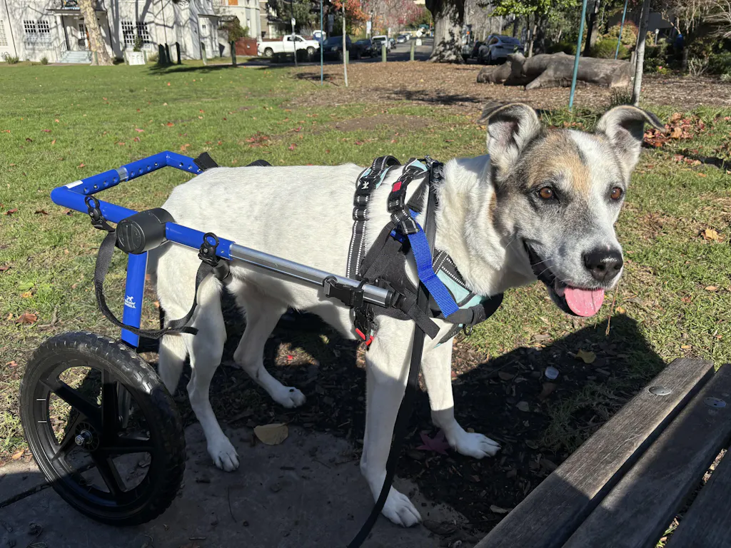 Walkin' Wheels Large Dog Wheelchair for Walkin' Pets