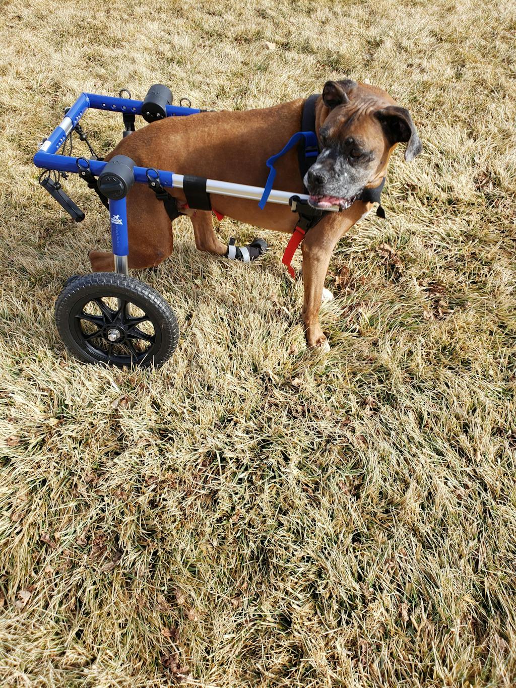 Med\Large Dog Wheelchair for Pets 51-69 Lbs | Walkin' Wheels – Walkin' Pets