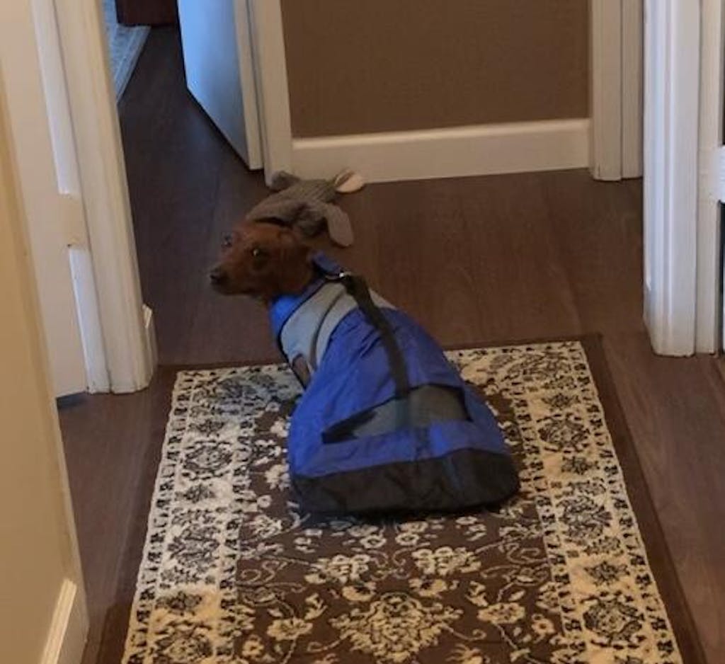 Drag Bag | Walkin' Drag Bag | Dog Drag Bag | Walkin' Pets