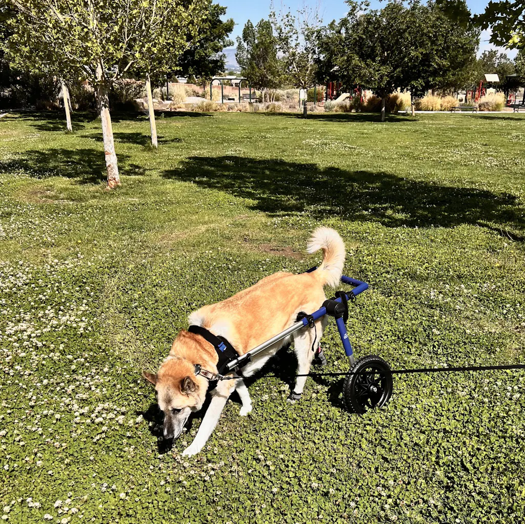 Walkin' Wheels Large Dog Wheelchair for Walkin' Pets