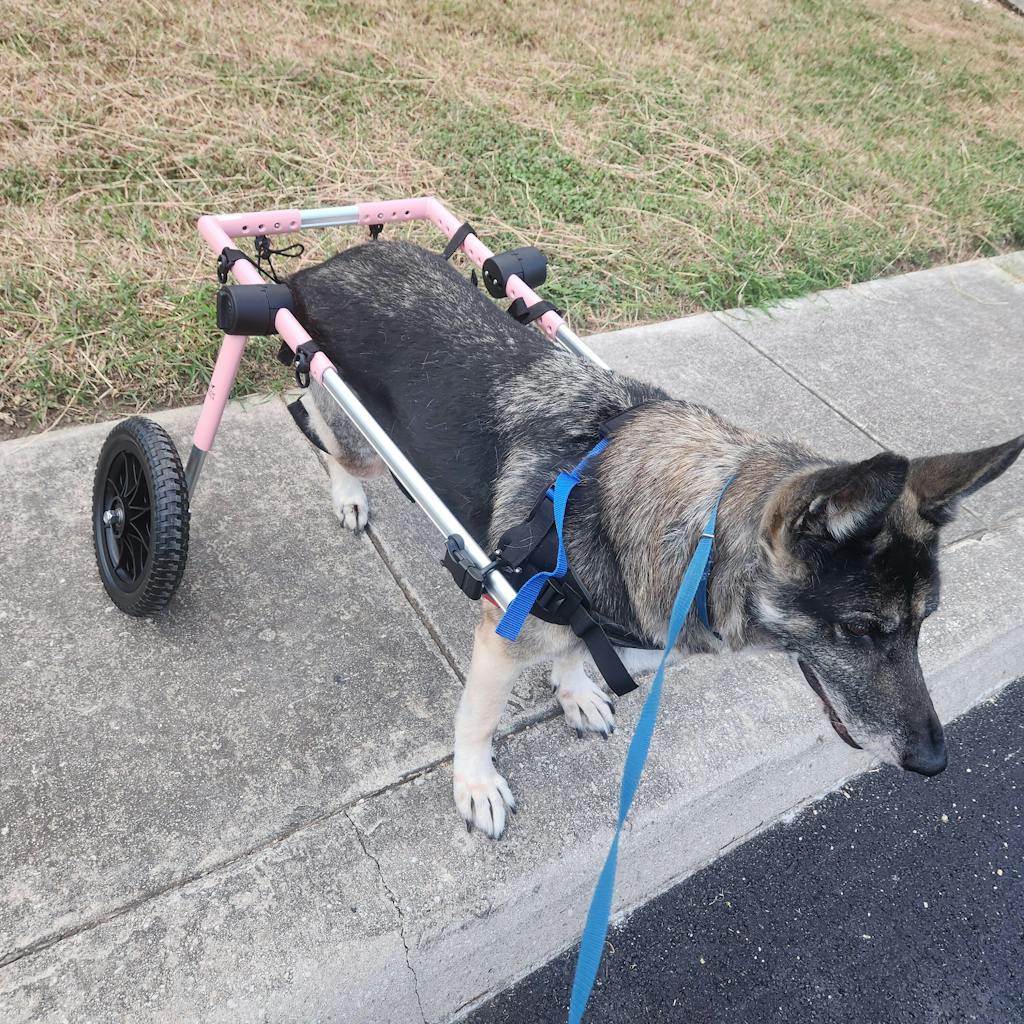 Walkin' Wheels Large Dog Wheelchair for Walkin' Pets