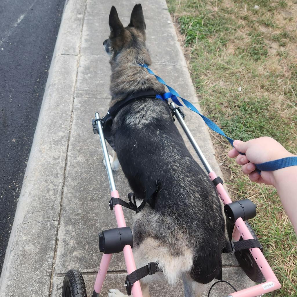 Walkin' Wheels Large Dog Wheelchair for Walkin' Pets