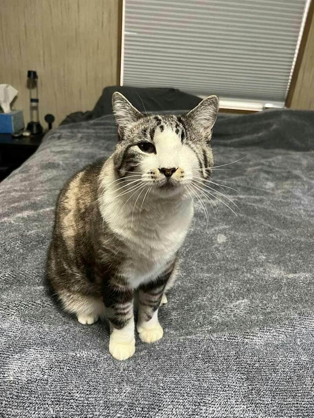 Cartoon Cats Planning Escape - Gift For Cat Lovers - Personalized Door ...