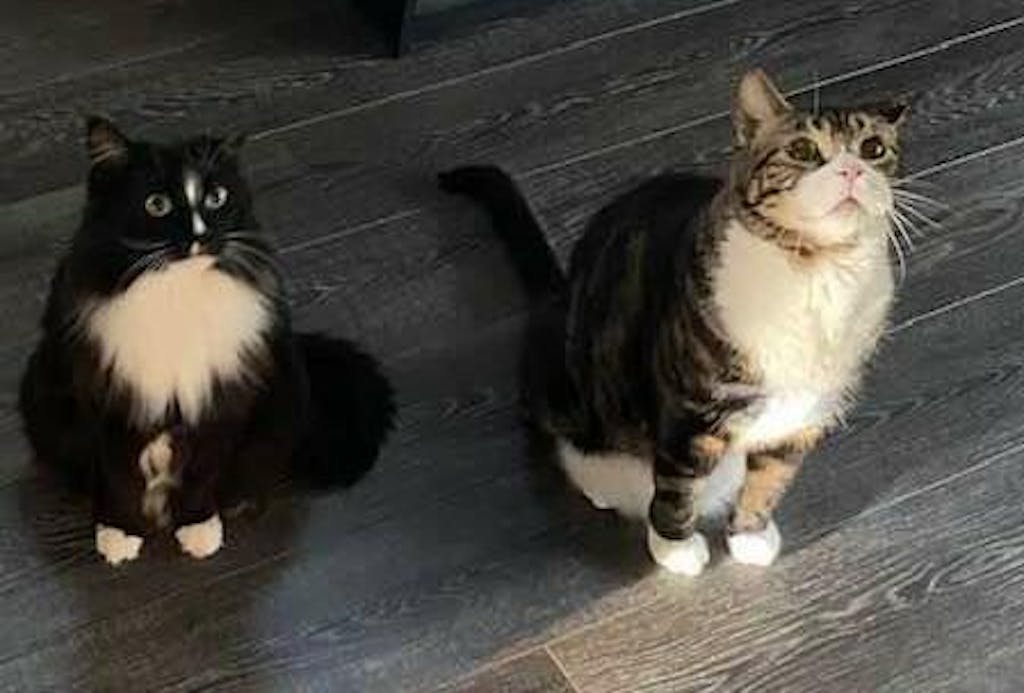 Cartoon Cats Planning Escape - Gift For Cat Lovers - Personalized Door ...